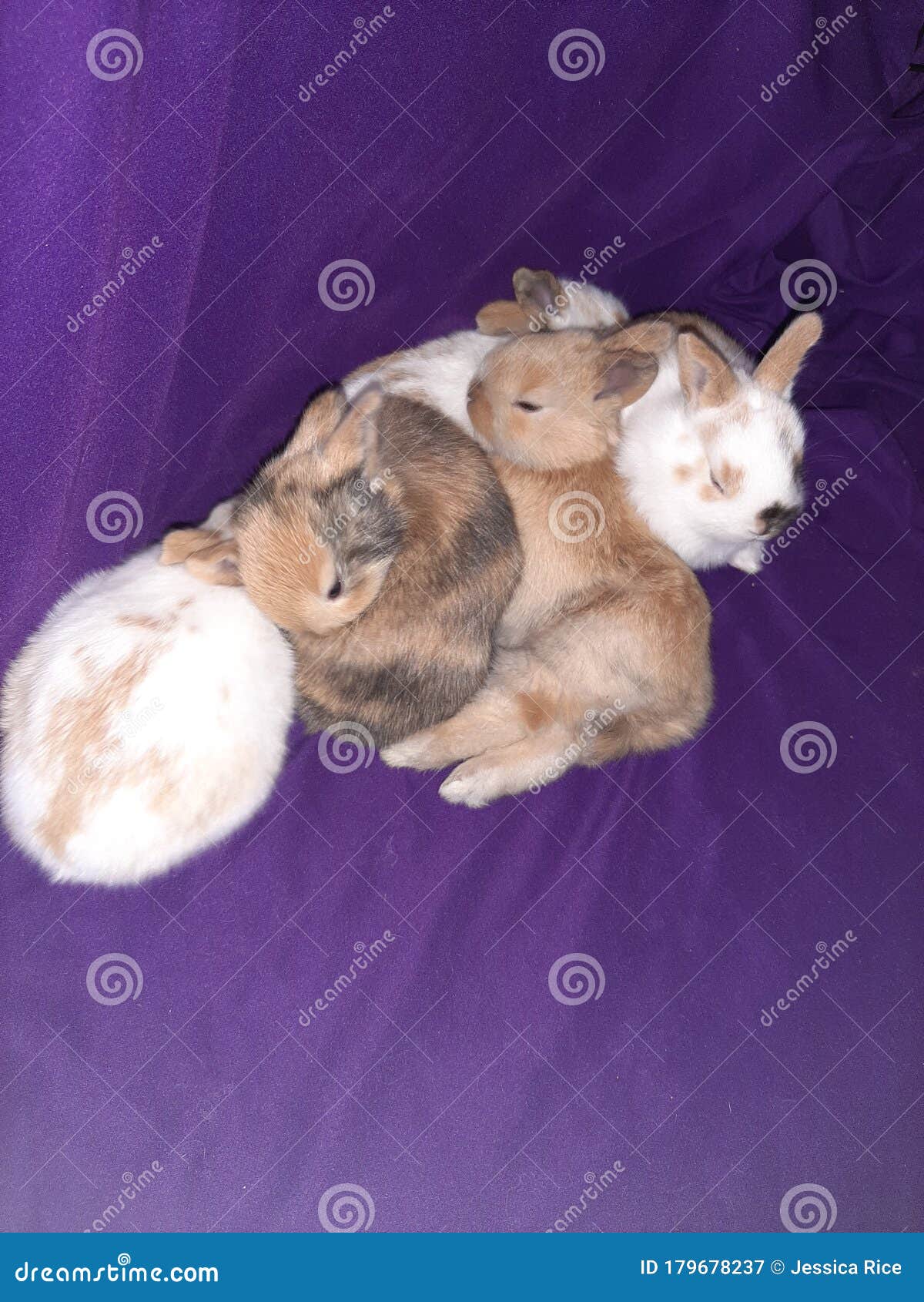 Sleeping baby bunnies stock image. Image of animal, whiskers - 179678237