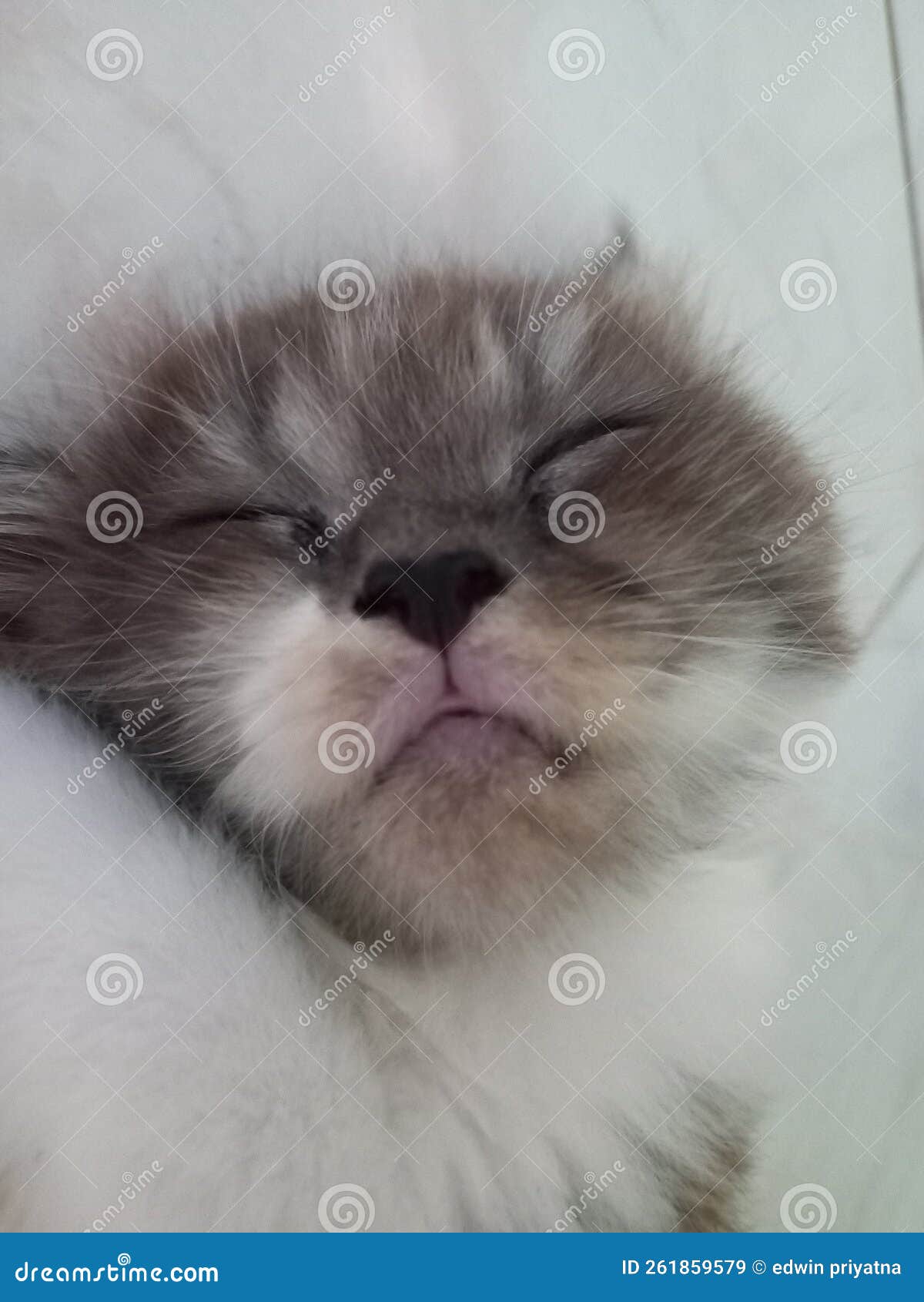 Sleeping baby cat. stock image. Image of baby, sleeping - 261859579