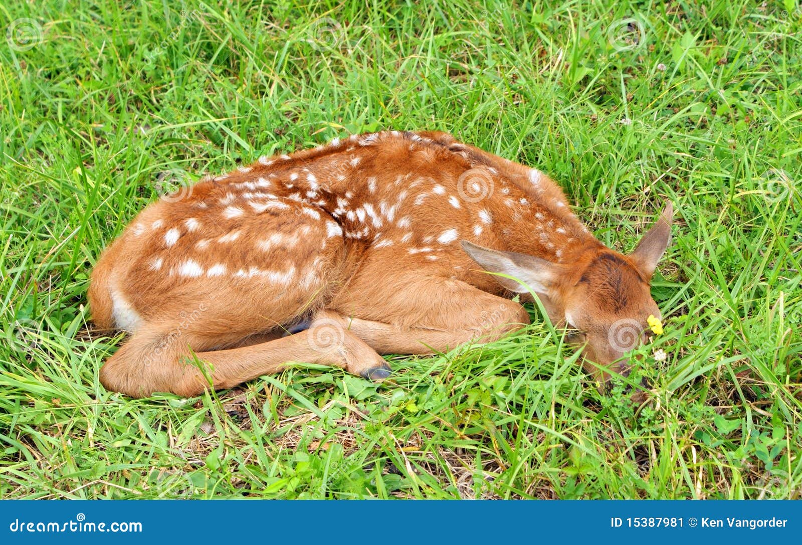 Sleeping Baby Elk stock image. Image of small, hoof, baby - 15387981