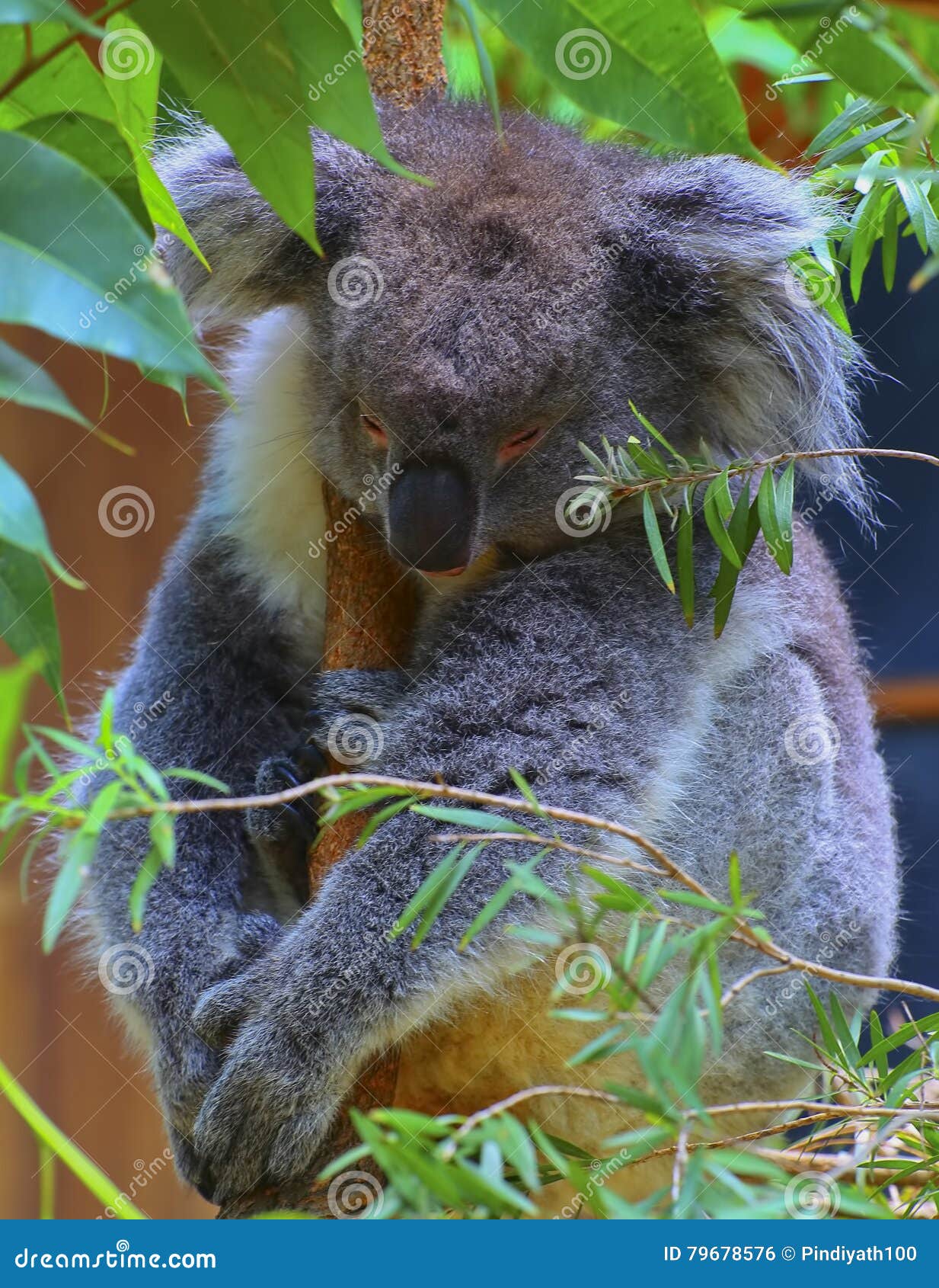Sleeping baby koala bear stock photo. Image of animal - 79678576