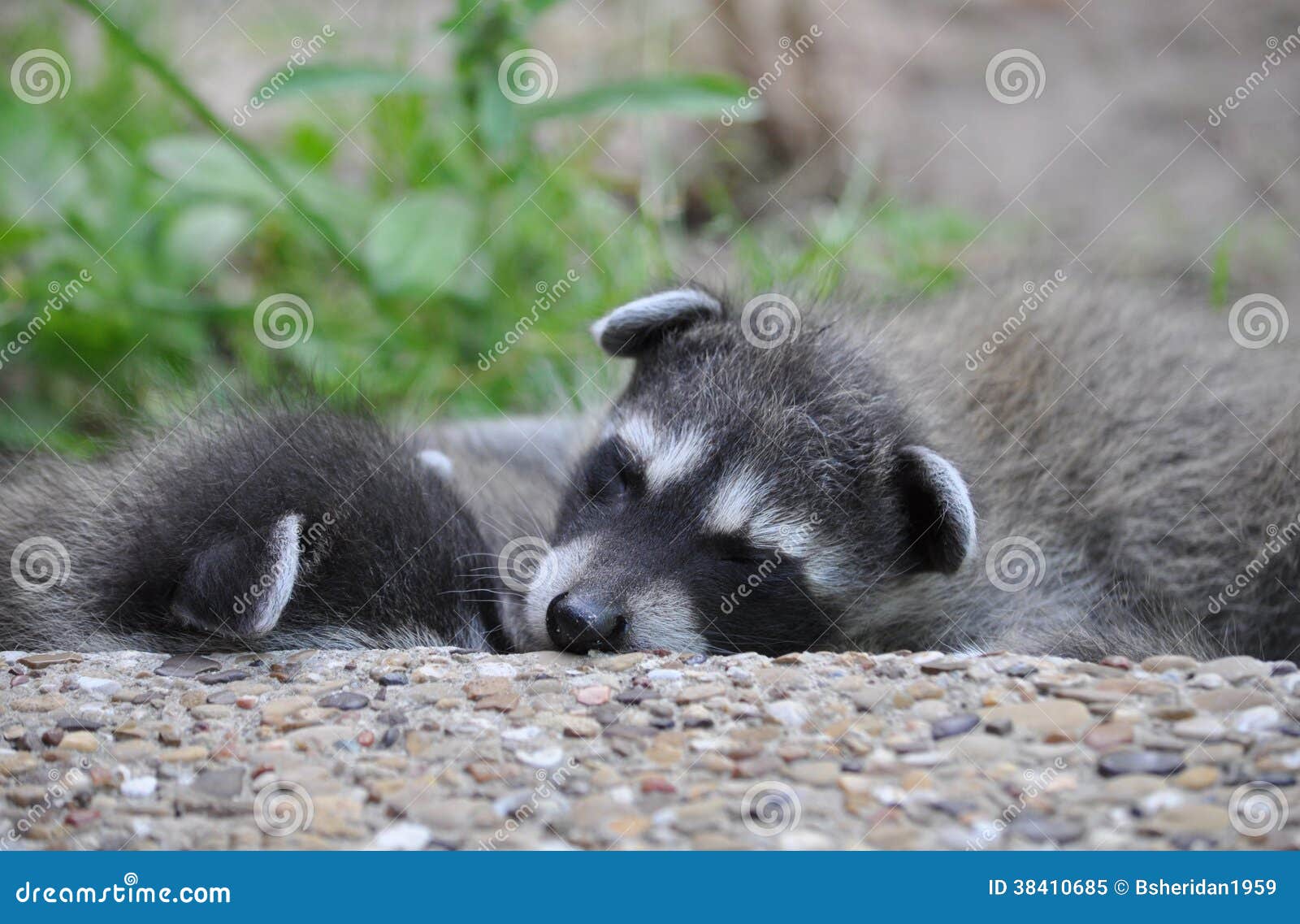Sleeping Baby Raccoon stock image. Image of raccoon, procyon - 38410685