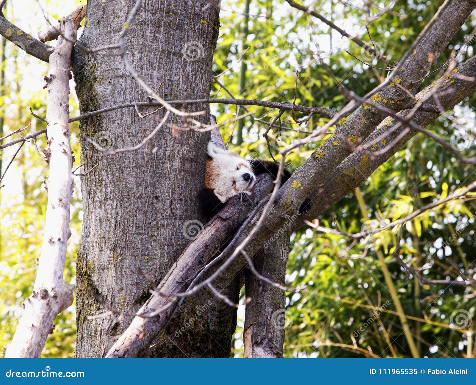 Sleeping Baby Red Panda Over a Tree Stock Image - Image of branch, wild ...