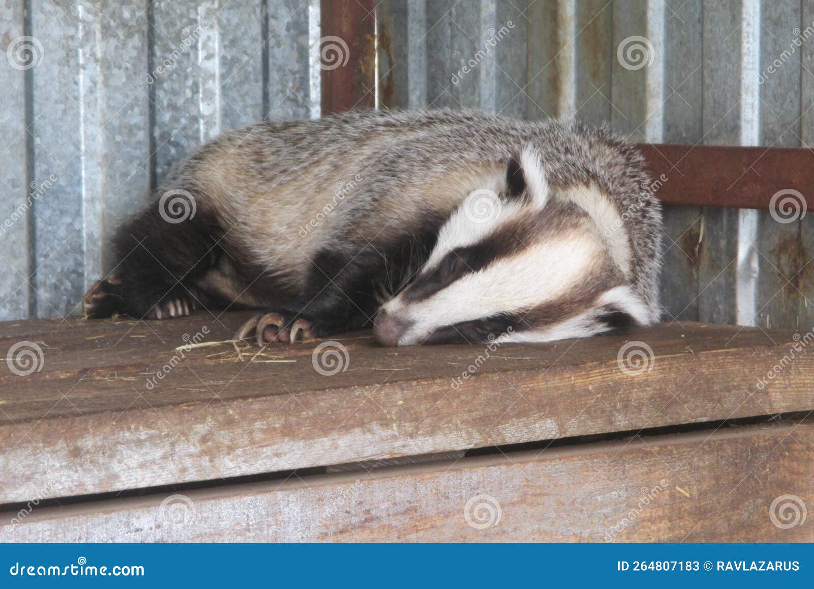 Sleeping Badger Lying on a Shelf Stock Image - Image of squirrel, bear ...