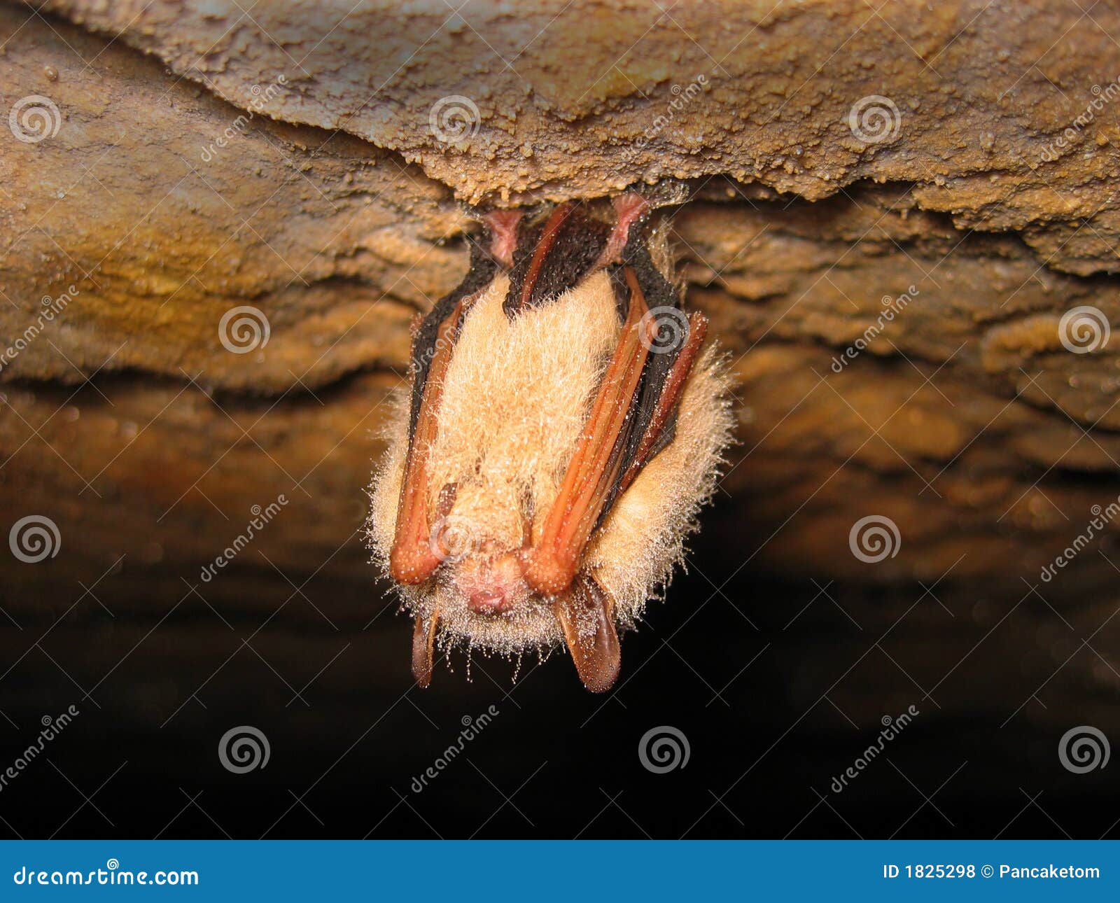 Sleeping bat stock photo. Image of cave, moist, sleep - 1825298