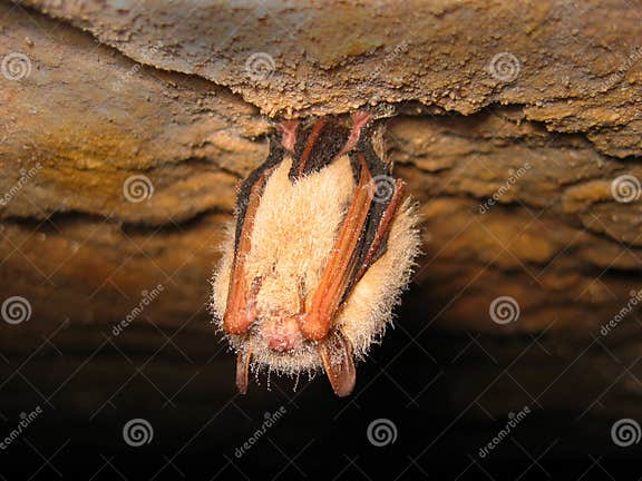 Sleeping bat stock photo. Image of cave, moist, sleep - 1825298