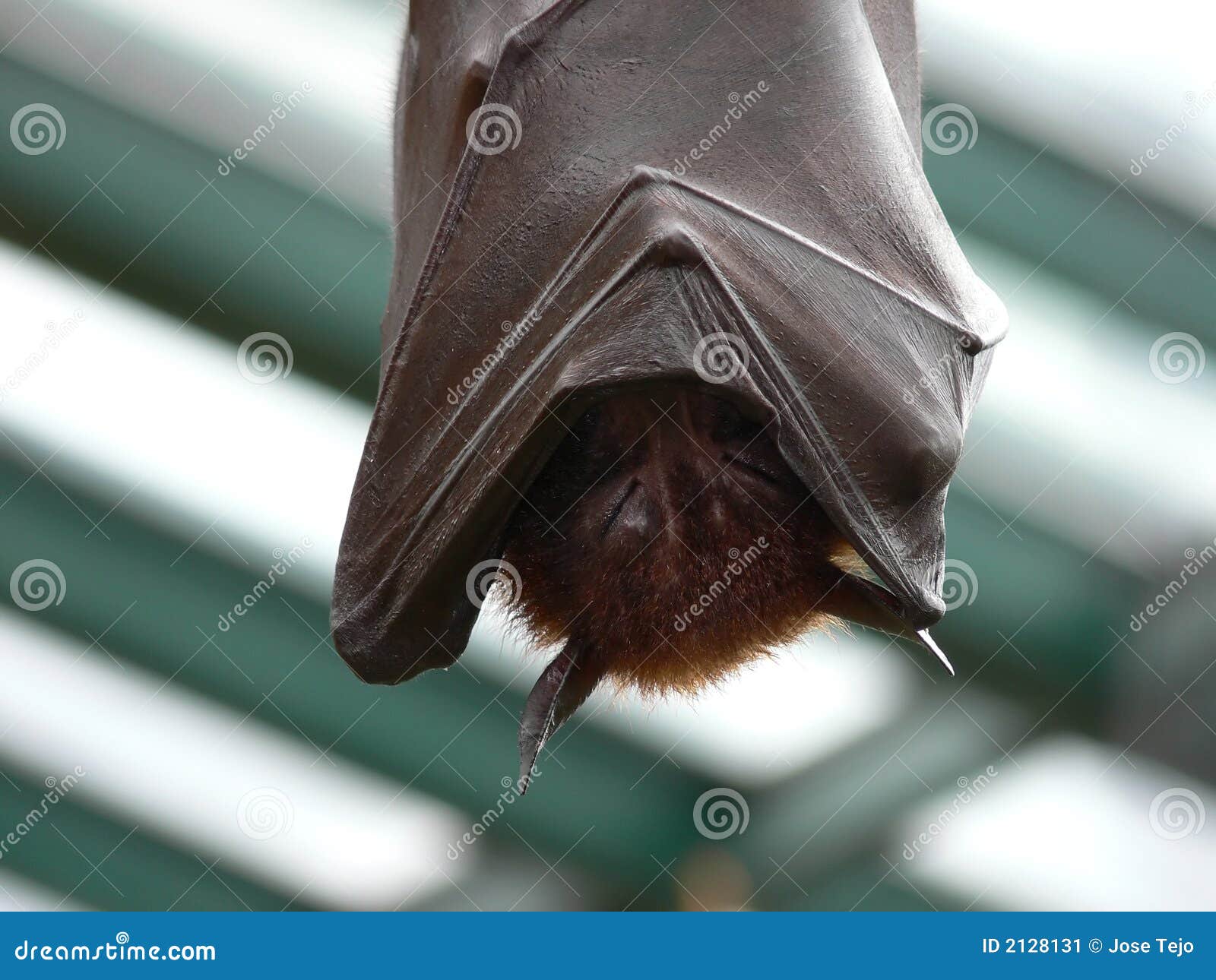 Sleeping bat stock image. Image of sleep, animals, wild - 2128131