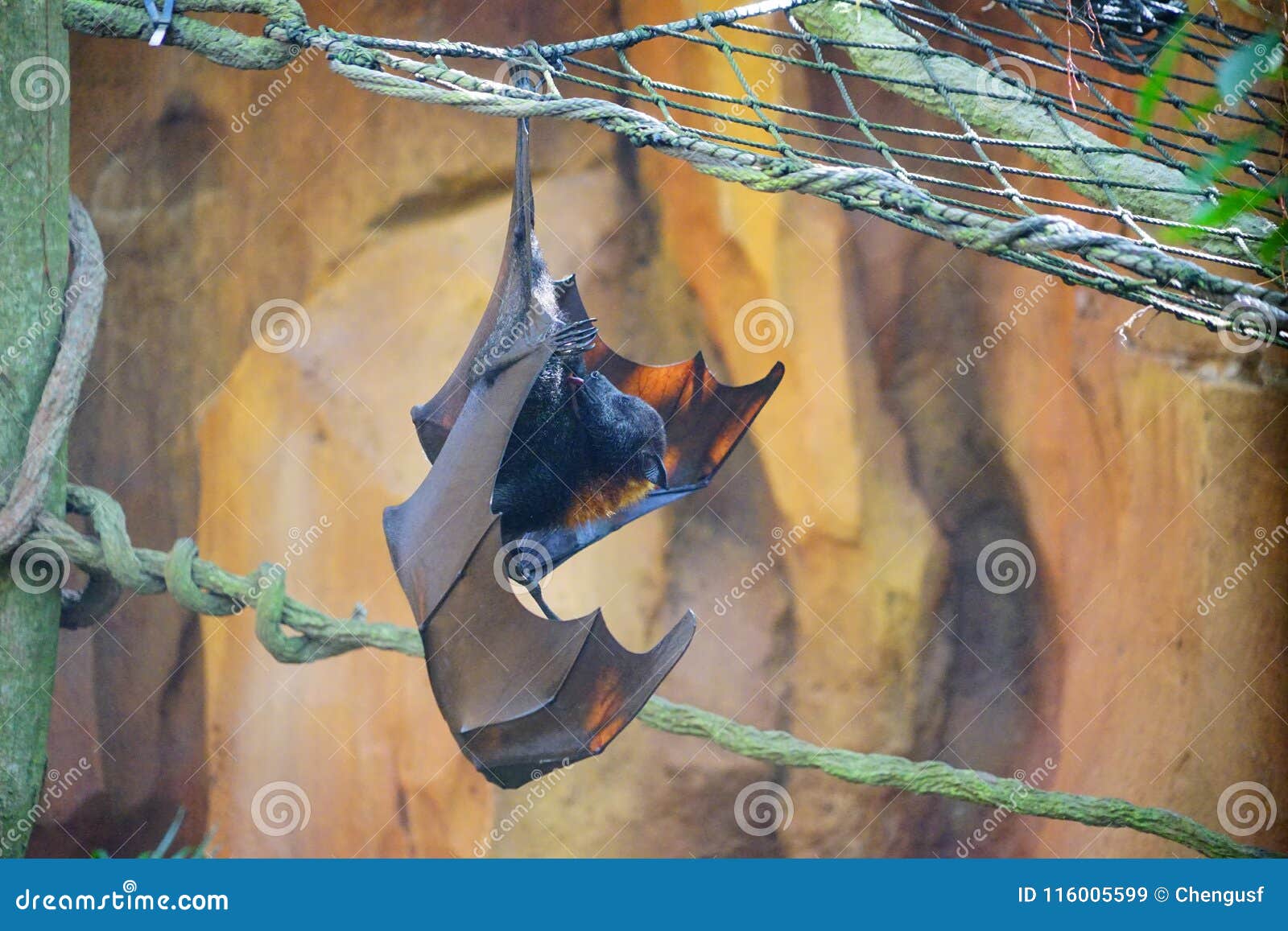 Sleeping bat stock image. Image of forest, rainforest - 116005599