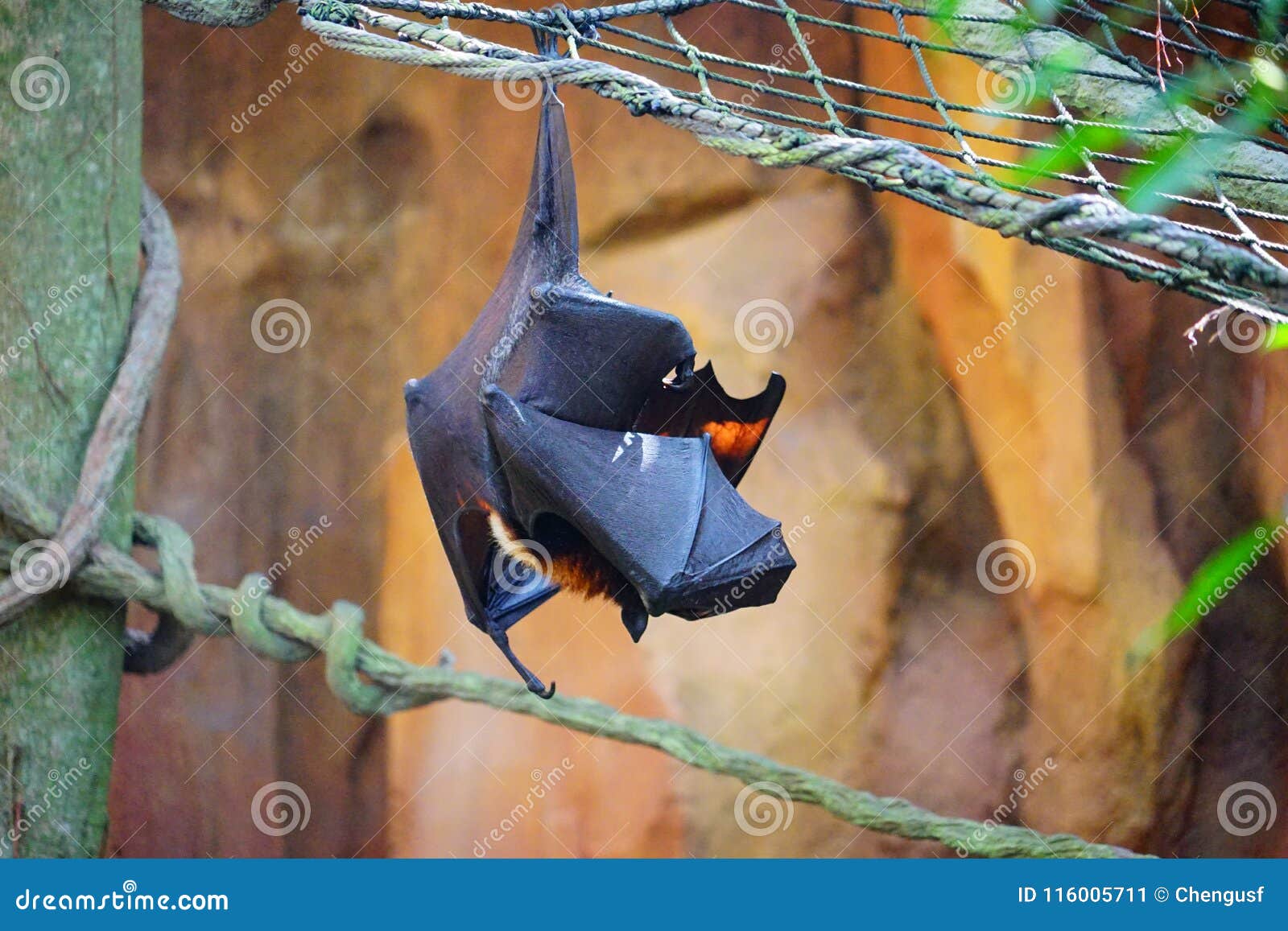 Sleeping bat stock image. Image of fruit, chiroptera - 116005711