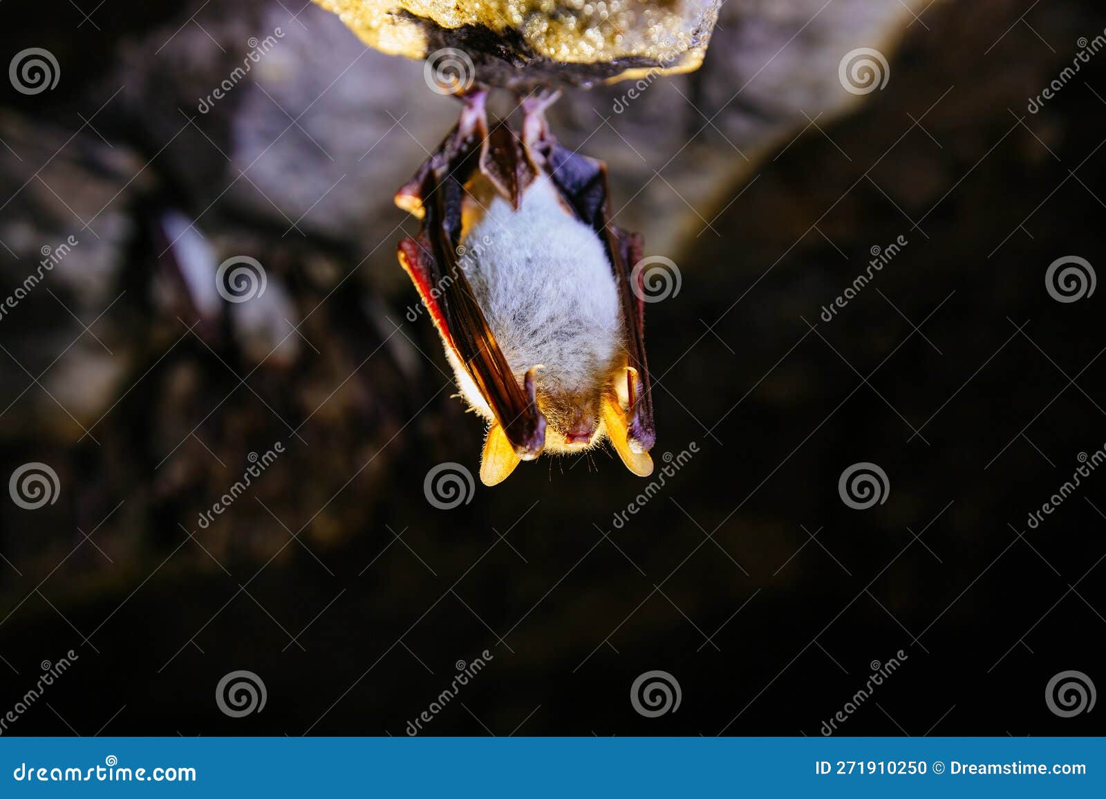 Sleeping bat in the cave stock photo. Image of fauna - 271910250