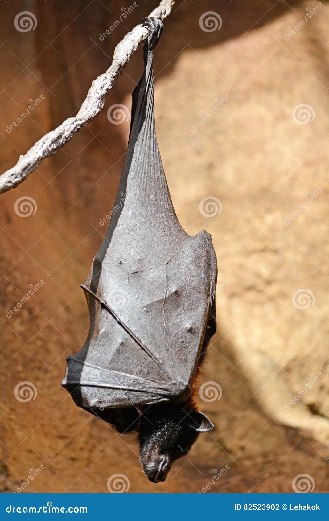 Sleeping bat stock photo. Image of malaysian, mega, hanging - 82523902