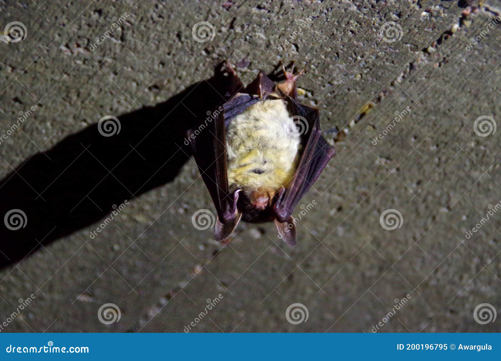 A Sleeping Bat is Hanging from the Ceiling Stock Image - Image of wild ...