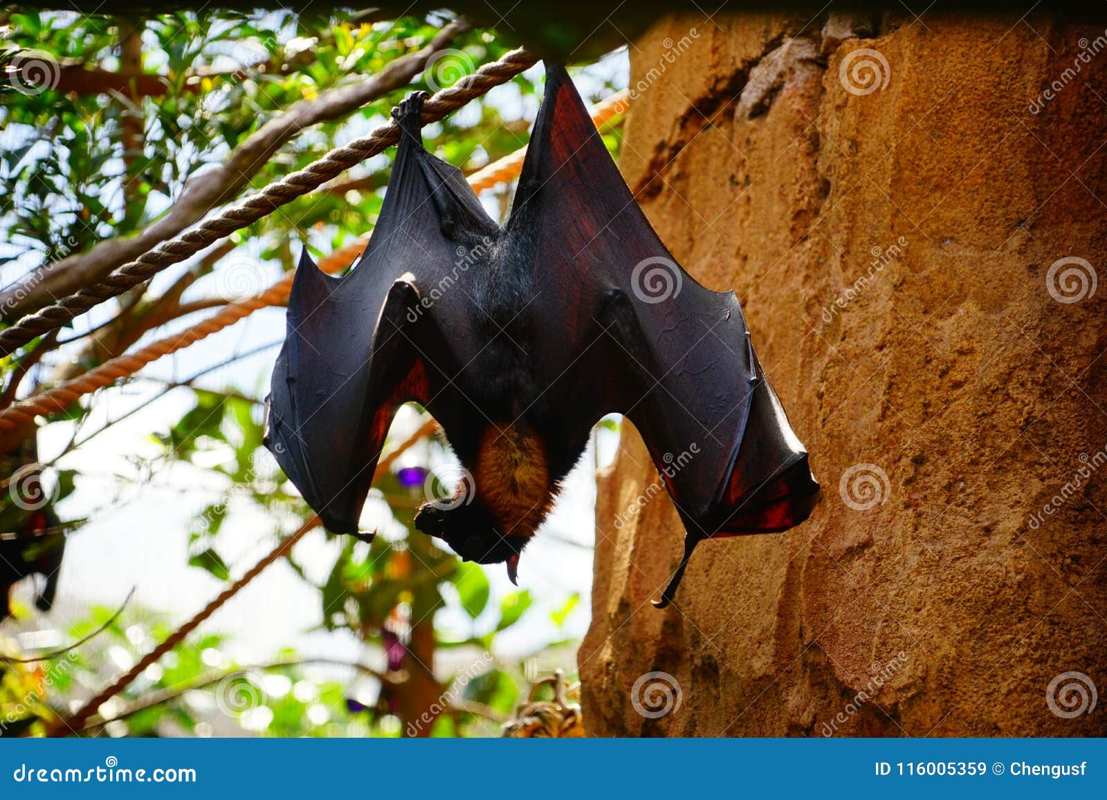 Sleeping bat stock image. Image of florida, franquet - 116005359