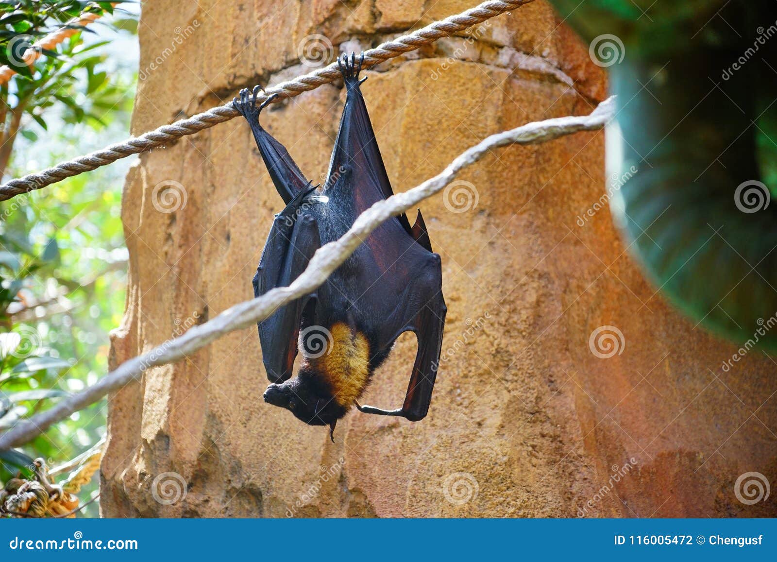 Sleeping bat stock photo. Image of florida, franquet - 116005472