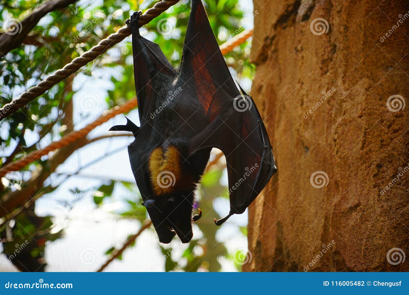 Sleeping bat stock photo. Image of spread, fruit, creepy - 116005482