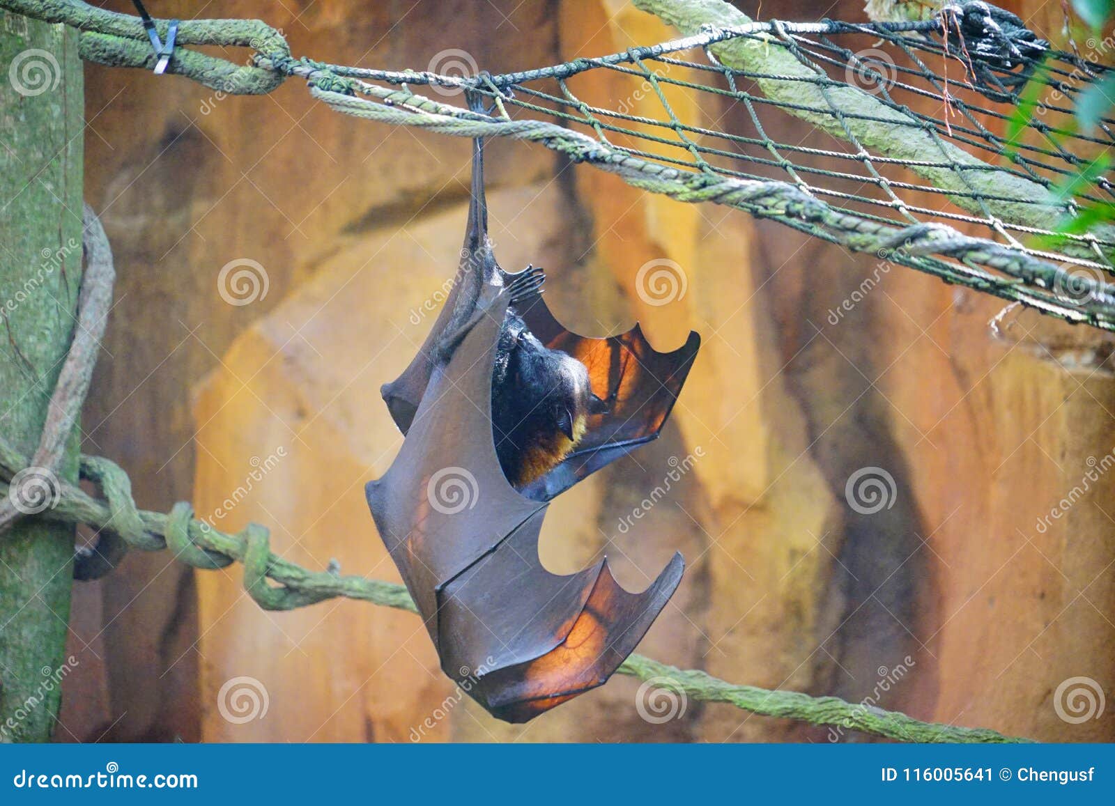 Sleeping bat stock image. Image of rainforest, creepy - 116005641
