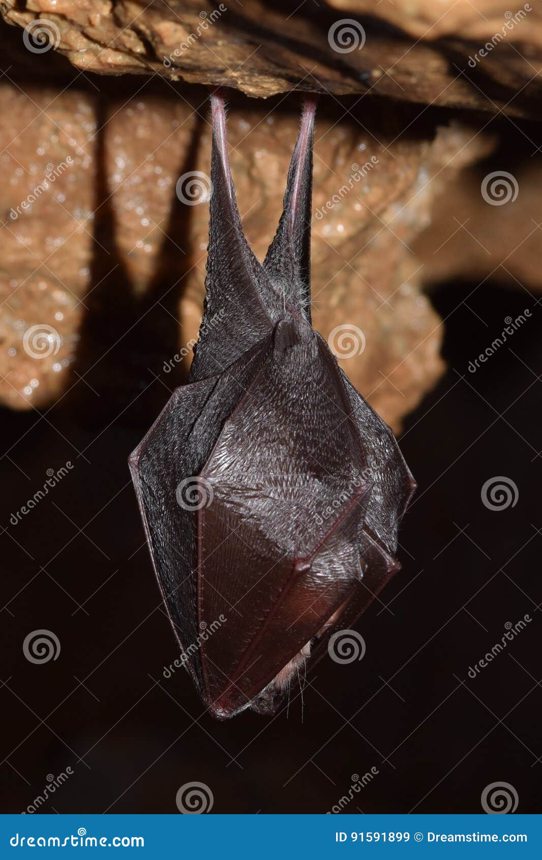 Sleeping bat stock image. Image of smallbat, flyingmammals - 91591899