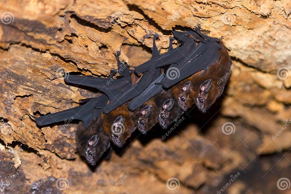 Sleeping bats in line stock image. Image of black, interior - 42119319