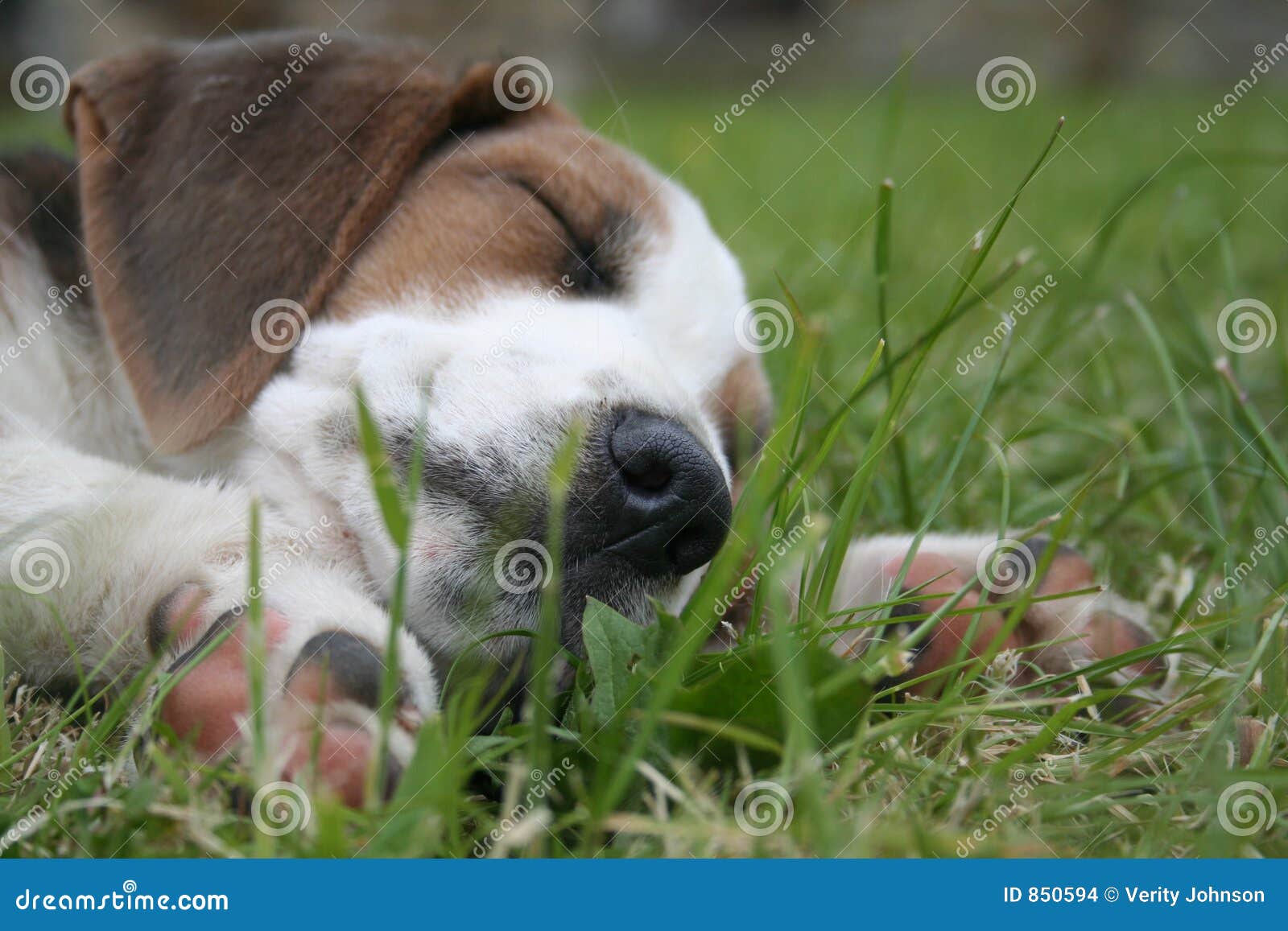 Sleeping beagle puppy stock photo. Image of peace, garden - 850594