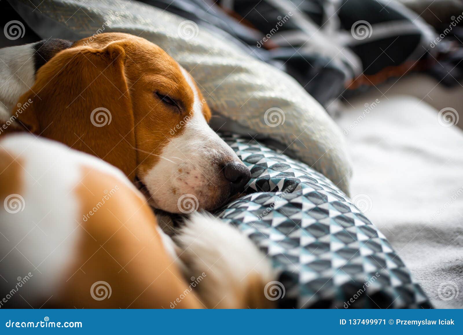 Sleeping Beagle on the Sofa in Living Room Stock Image - Image of ...