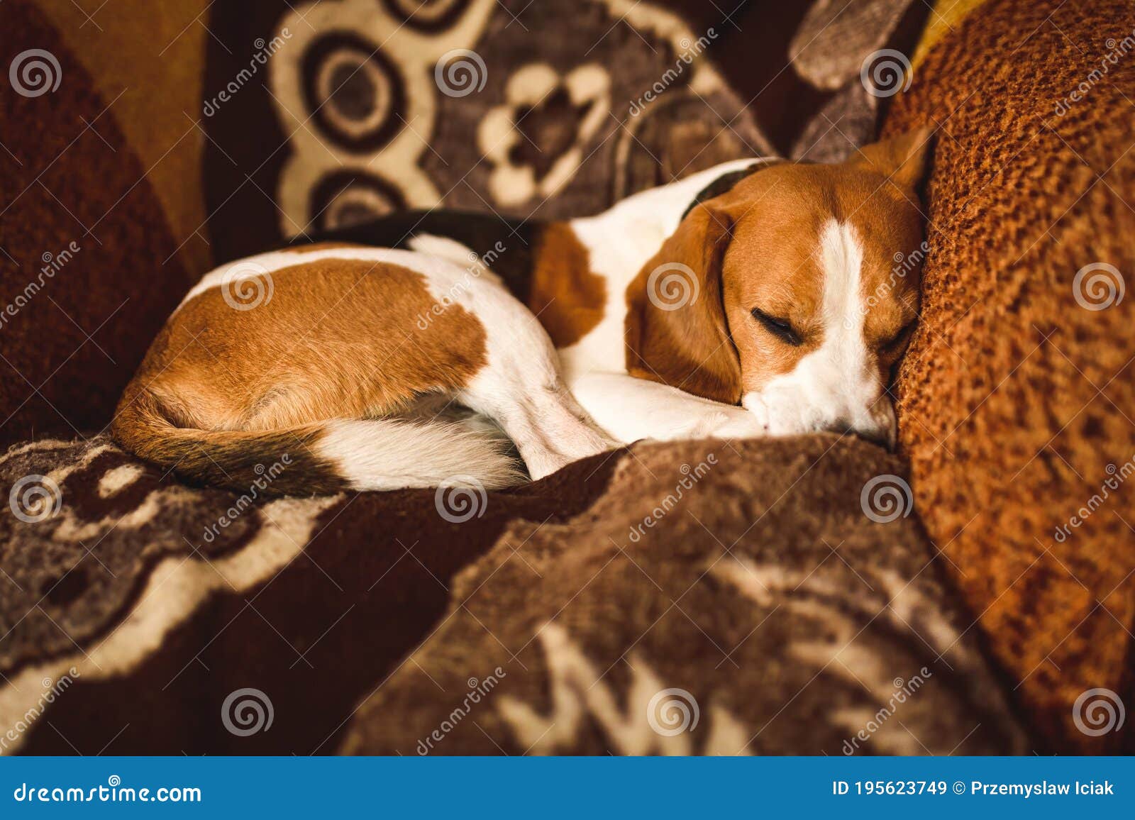 Sleeping Beagle on the Sofa in Living Room Stock Image - Image of breed ...