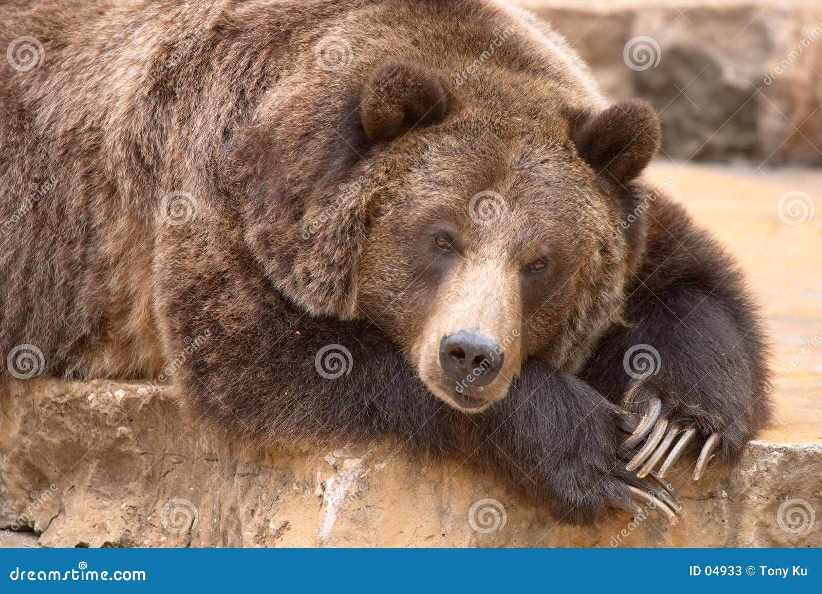 Sleeping Bear stock image. Image of peaceful, tired, cute - 4933