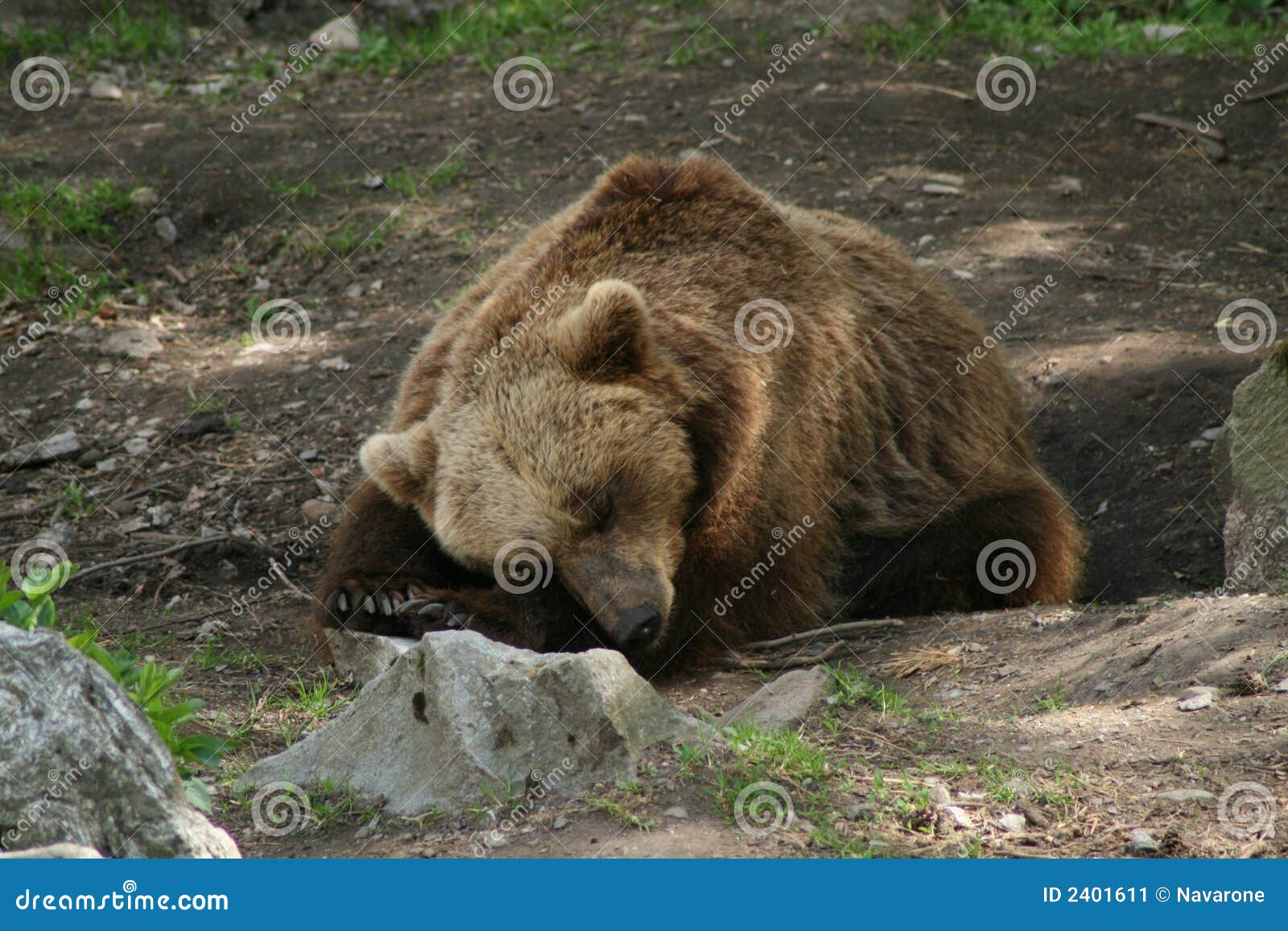 Sleeping bear stock image. Image of mighty, shower, predator - 2401611