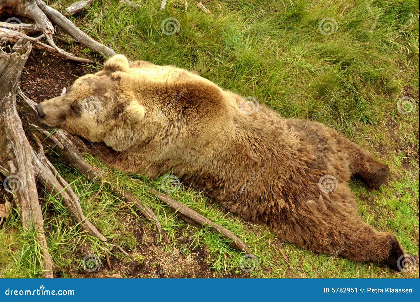 Sleeping bear stock image. Image of bear, wildlife, outside - 5782951