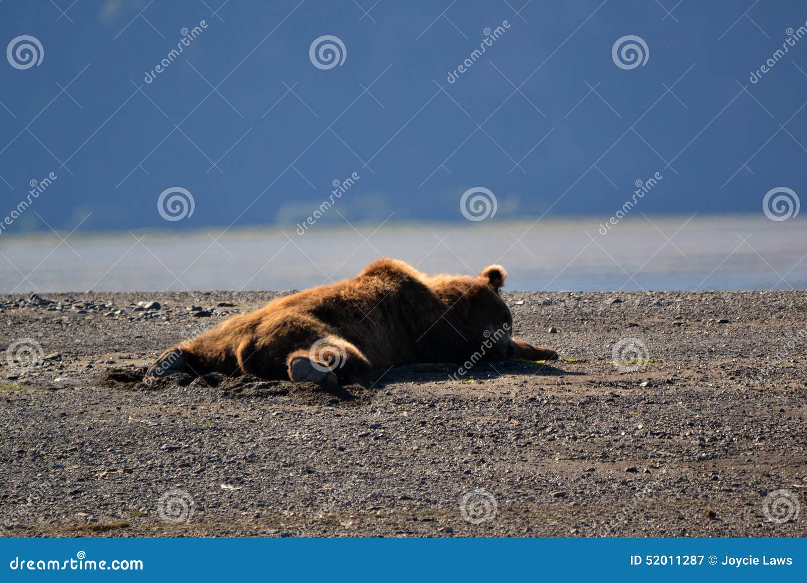 Sleeping Bear Laying on His Side in the Sun Stock Image - Image of ...