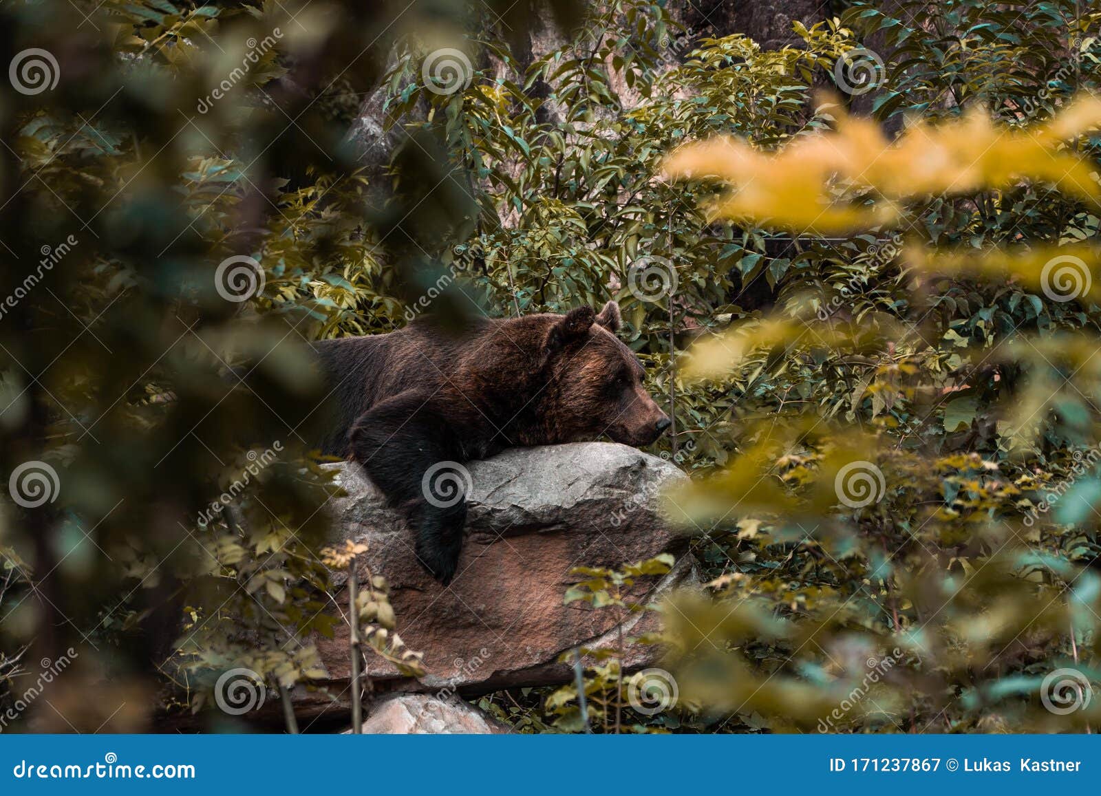 Sleeping Bear Resting on a Rock Stock Image - Image of sleeping, look ...