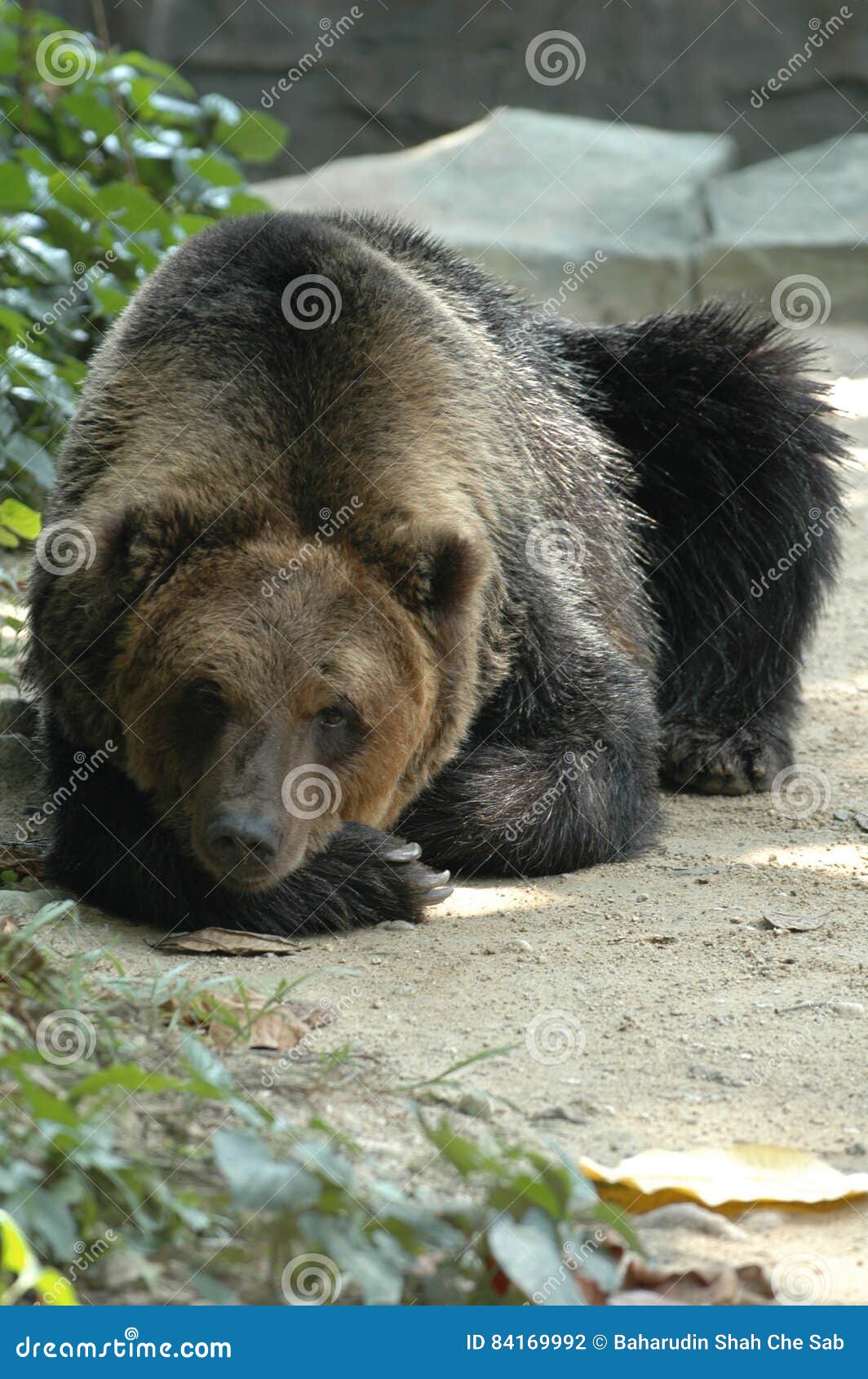 The sleeping bear stock photo. Image of elegant, cultural - 84169992