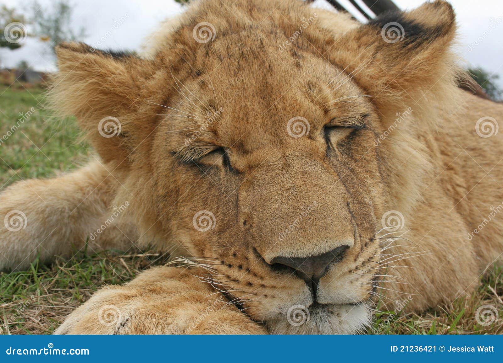 Sleeping Beast stock image. Image of jungle, lioness - 21236421