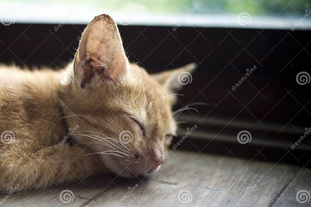 Sleeping beauty stock photo. Image of home, feline, relax - 13530748