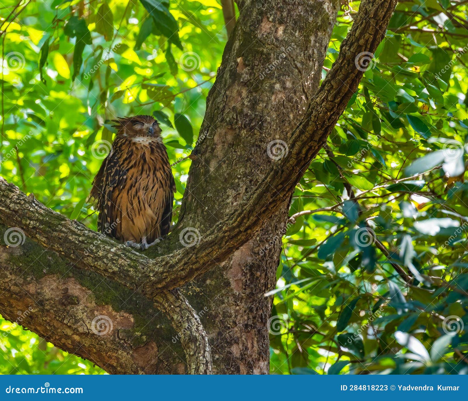 Sleeping Beauty _ Tawny Fish Owl Stock Image - Image of brown, wing ...