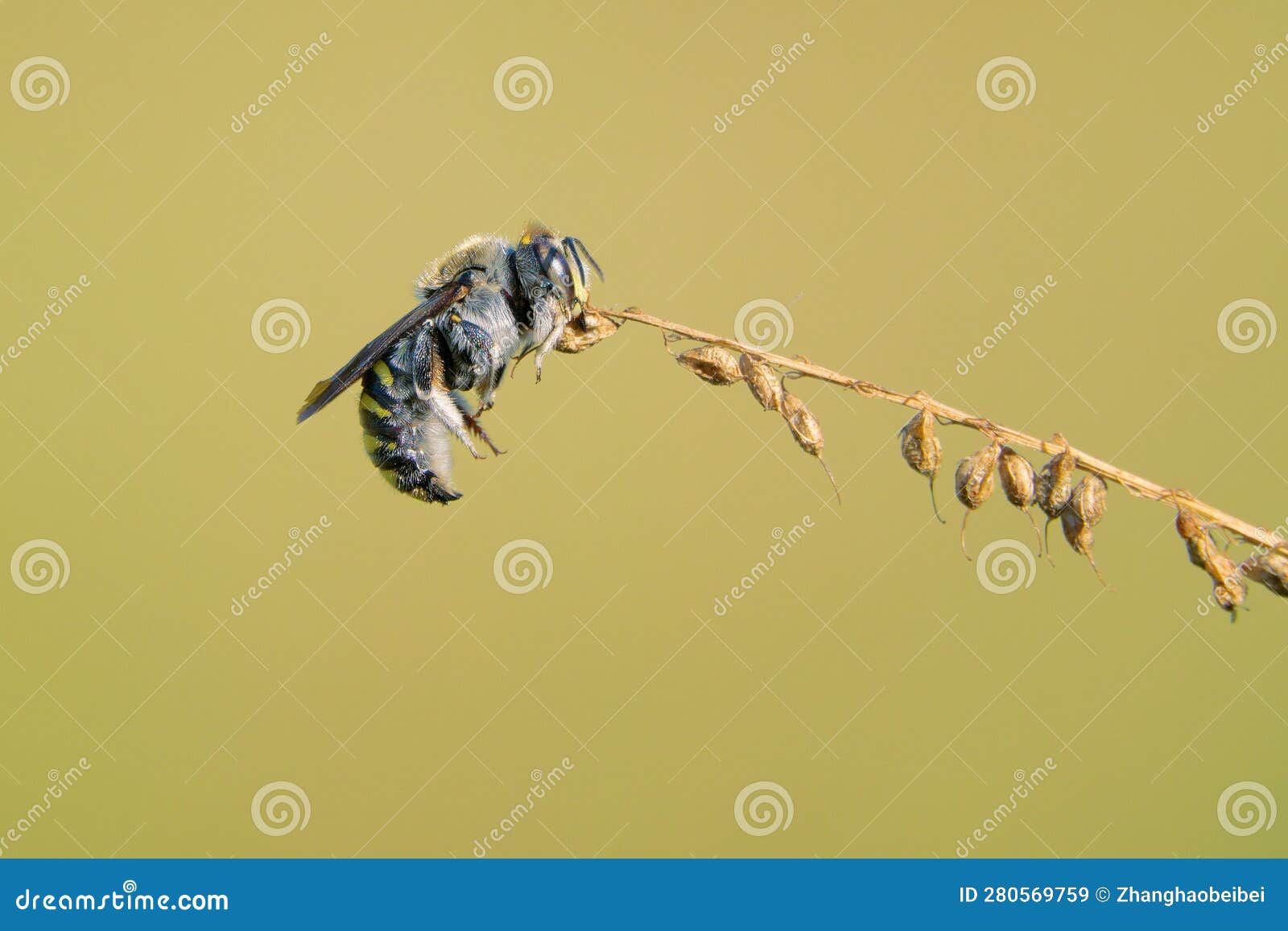 Sleeping bee stock image. Image of animals, grass, life - 280569759