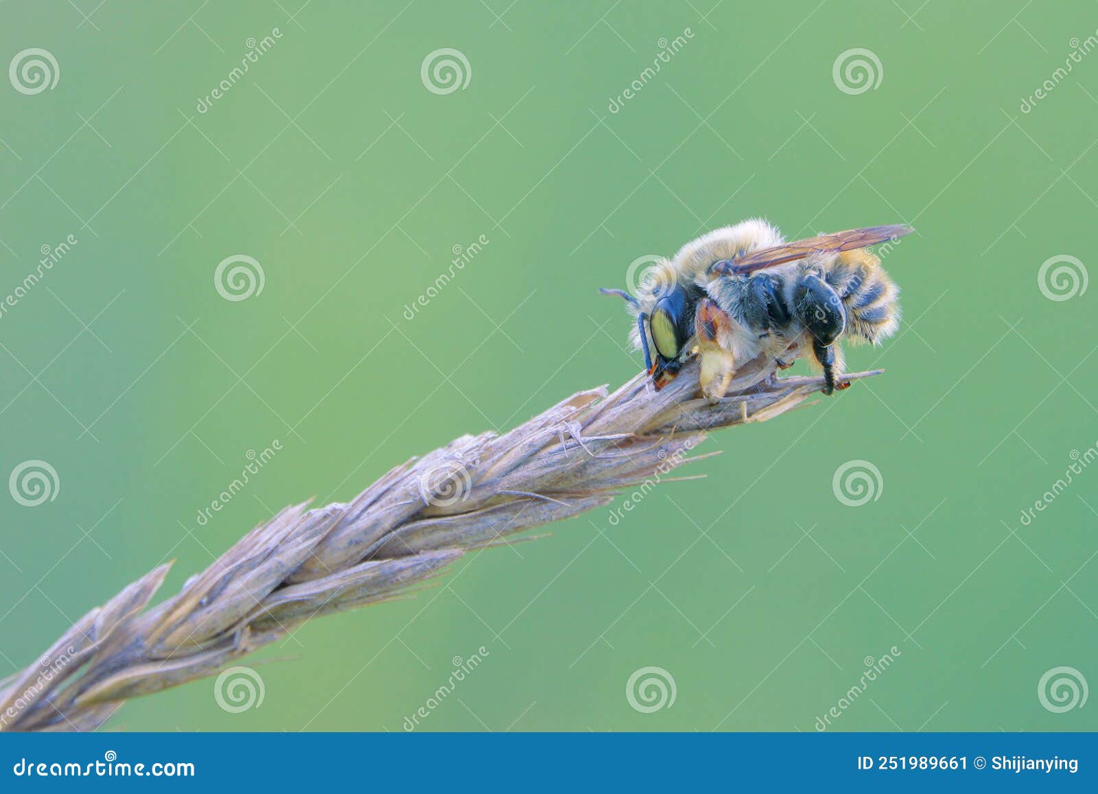 Sleeping bee stock image. Image of sleep, rest, wasp - 251989661