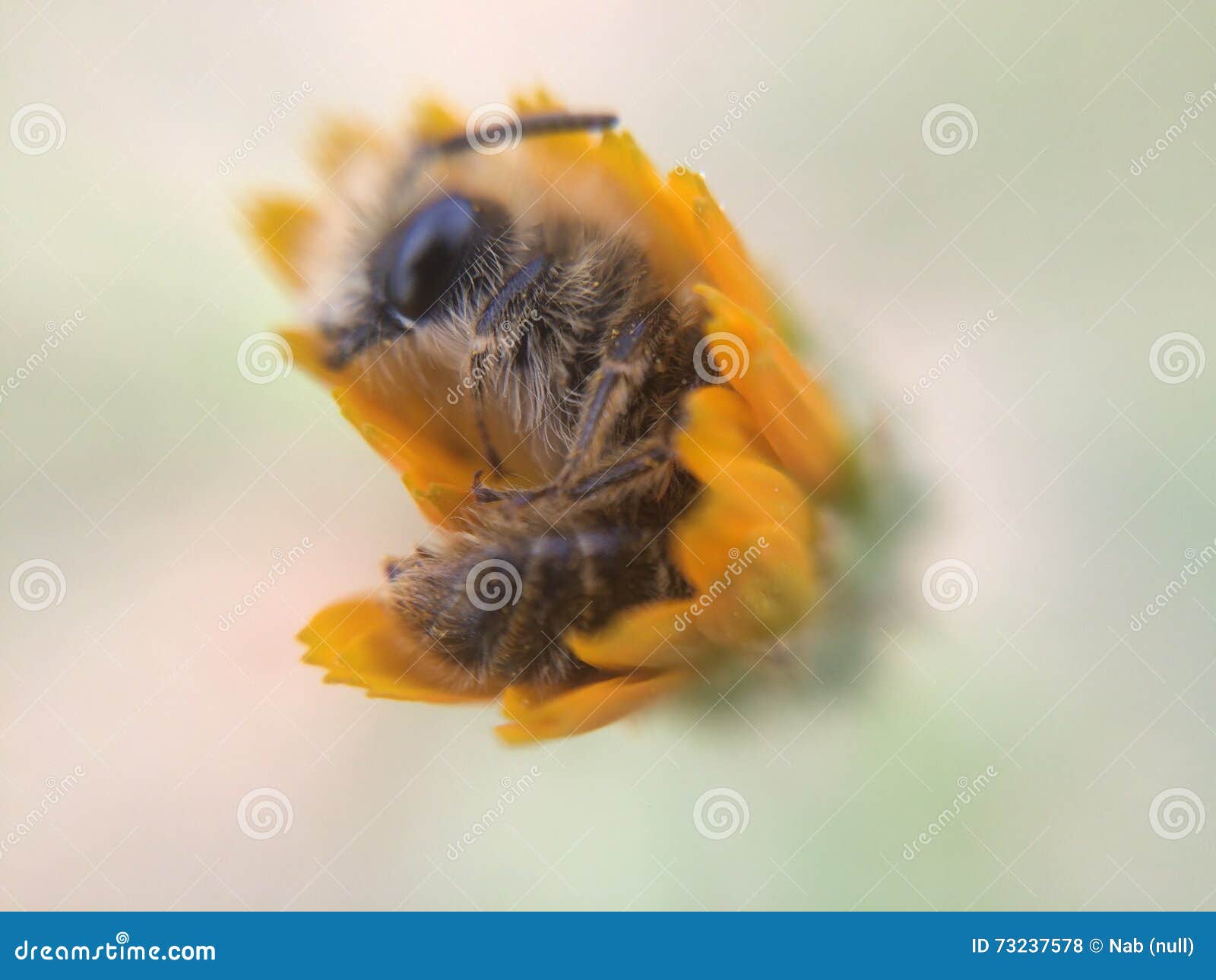 Sleeping bee stock photo. Image of sleep, sleeping, insect - 73237578