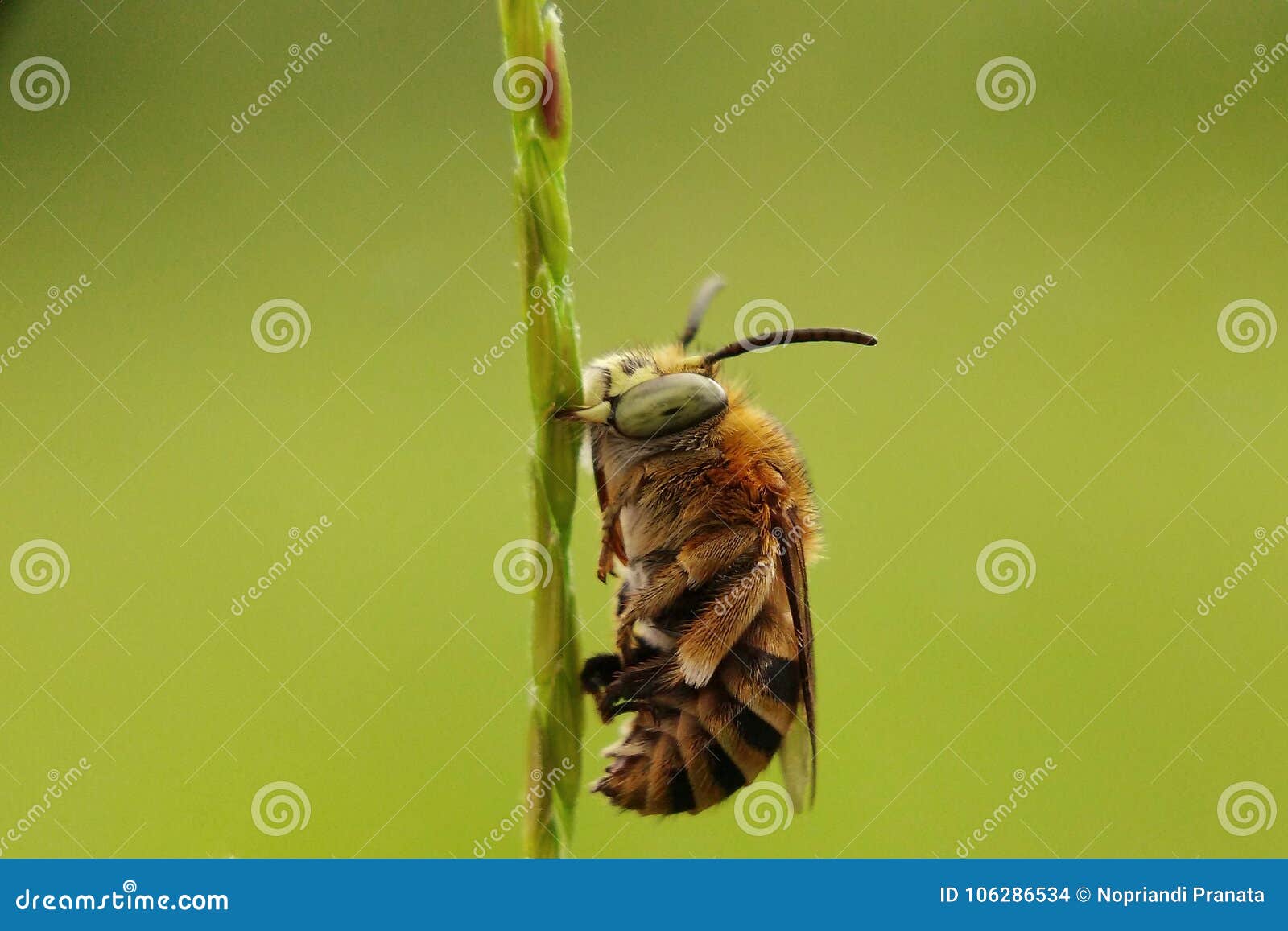 Sleeping Bee stock photo. Image of sleeping, lens, xiaomi - 106286534