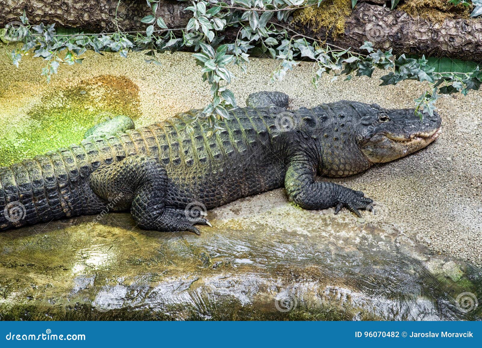 Sleeping big crocodile stock photo. Image of crocodile - 96070482