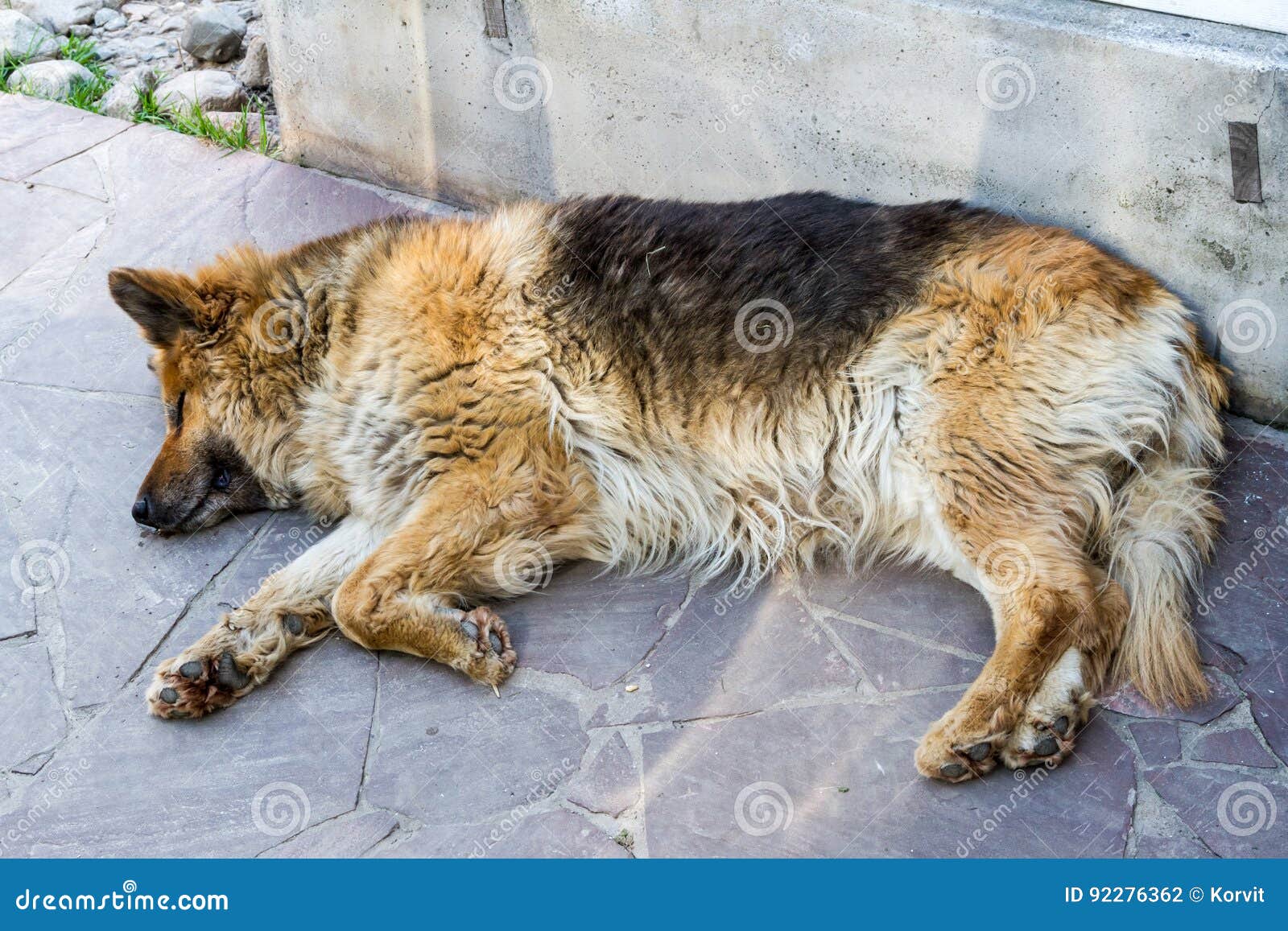 Sleeping big dog stock photo. Image of outdoor, friend - 92276362