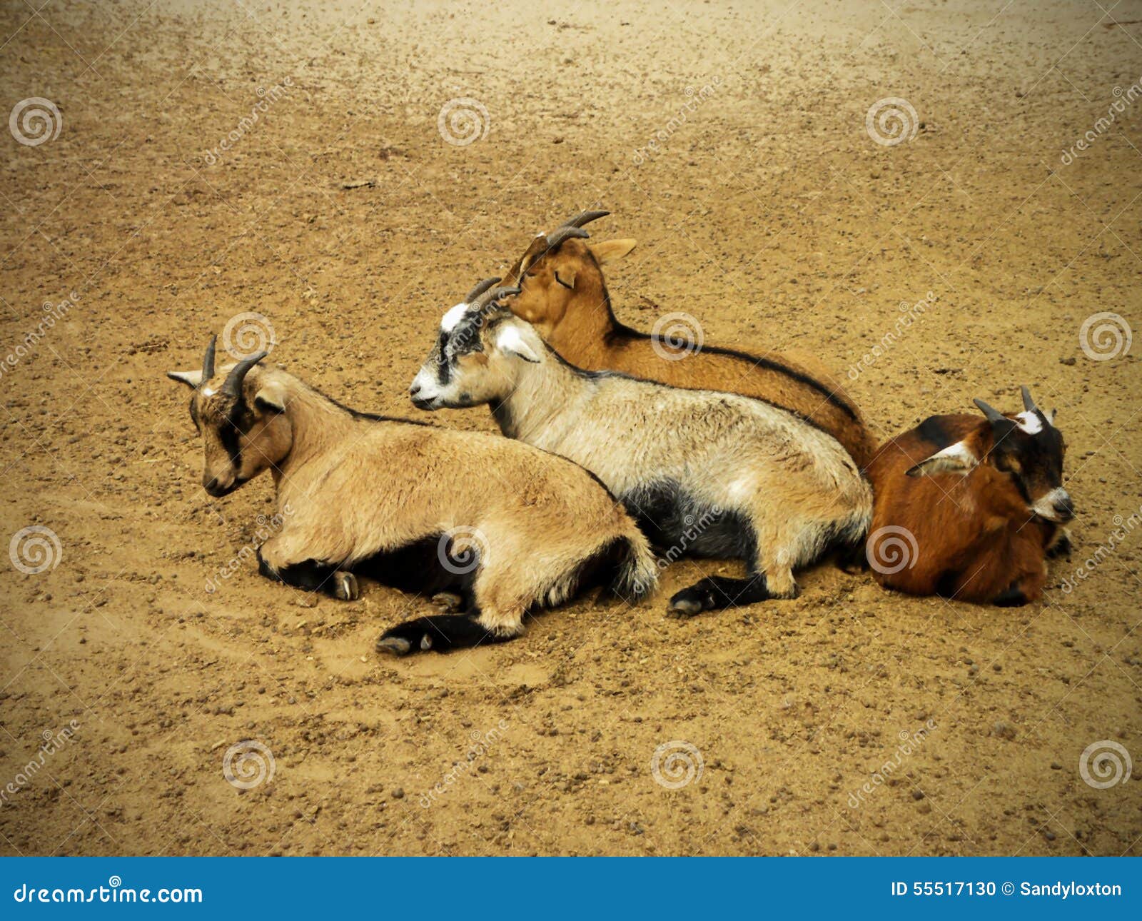 Two Billy Goats Royalty-Free Stock Photography | CartoonDealer.com ...