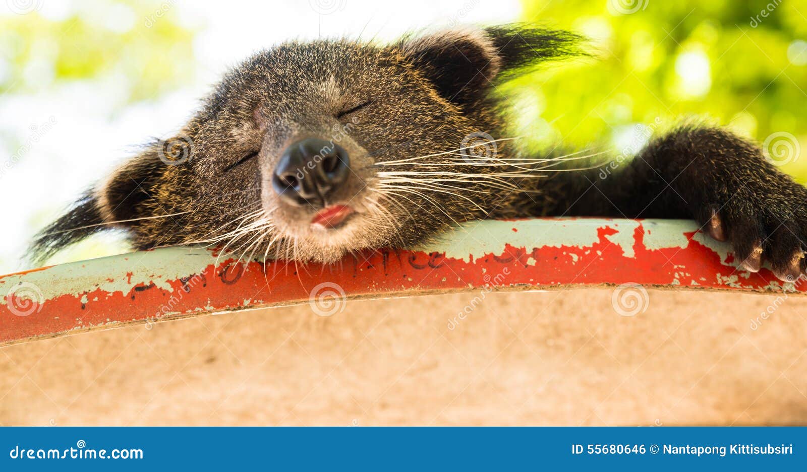 Sleeping Binturong stock photo. Image of relax, sleeping - 55680646