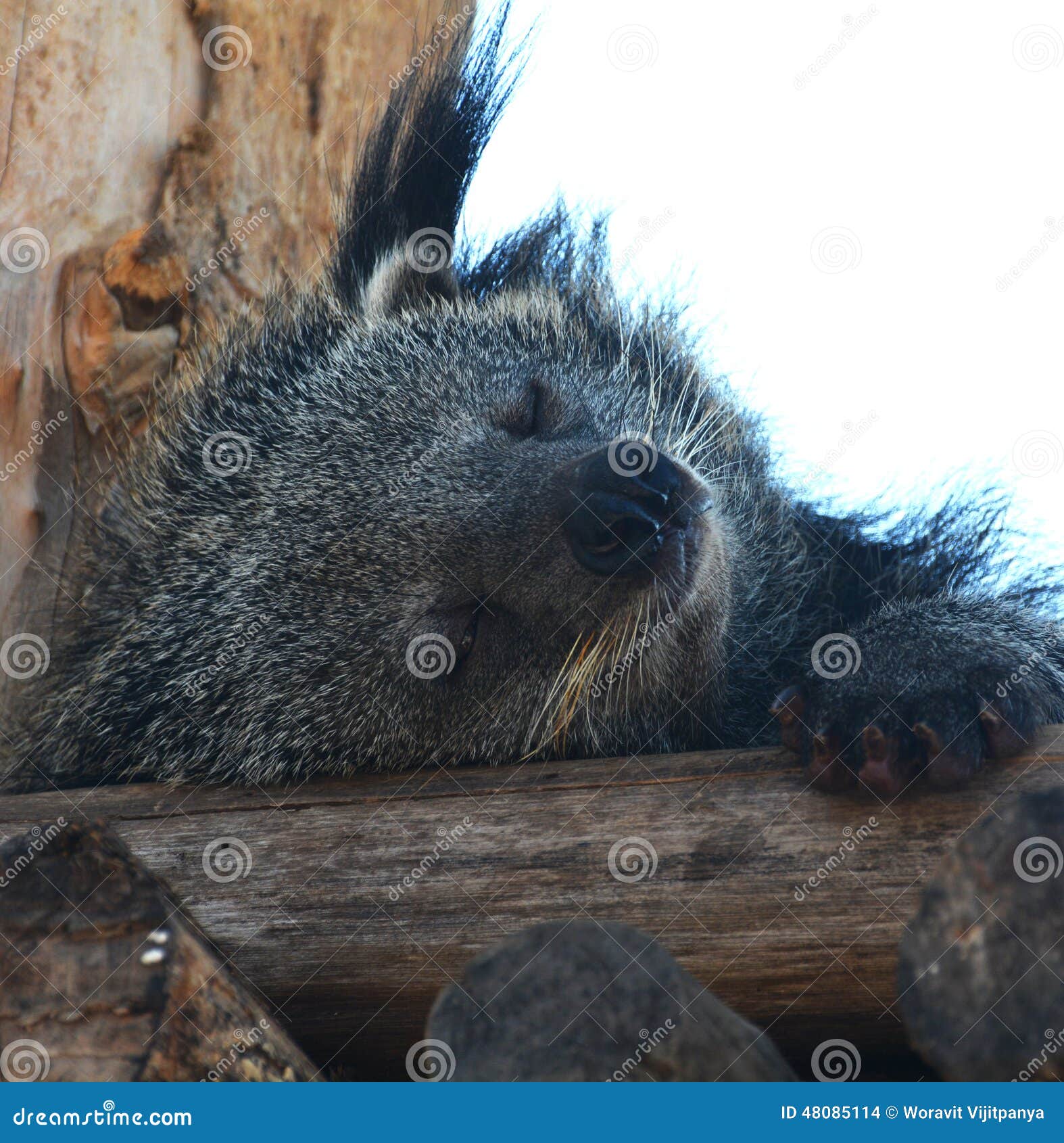 Sleeping binturong stock photo. Image of cute, lovely - 48085114