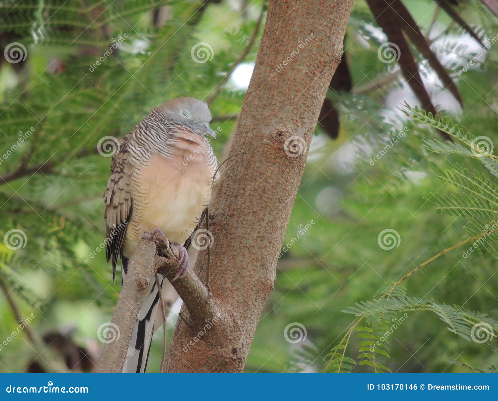 Sleeping bird stock photo. Image of sleeping, branch - 103170146