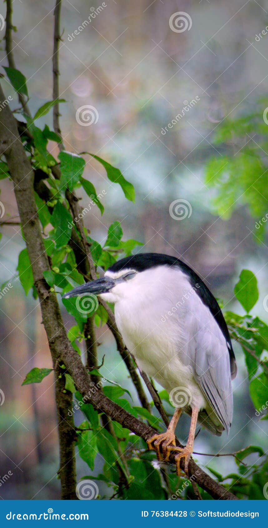 Sleeping Bird stock photo. Image of asia, sleeping, green - 76384428