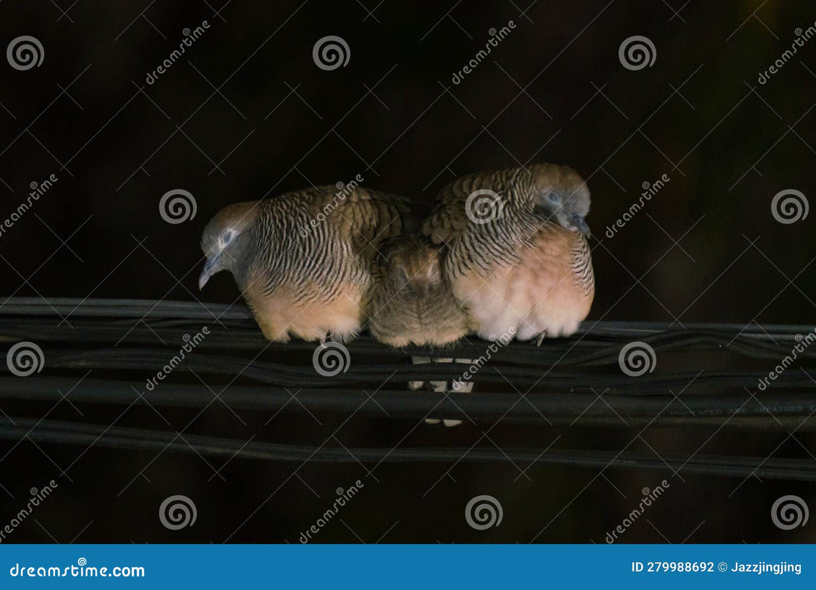 A Sleeping Bird Family, Three Zebra Doves, on a Group of Cable Stock ...