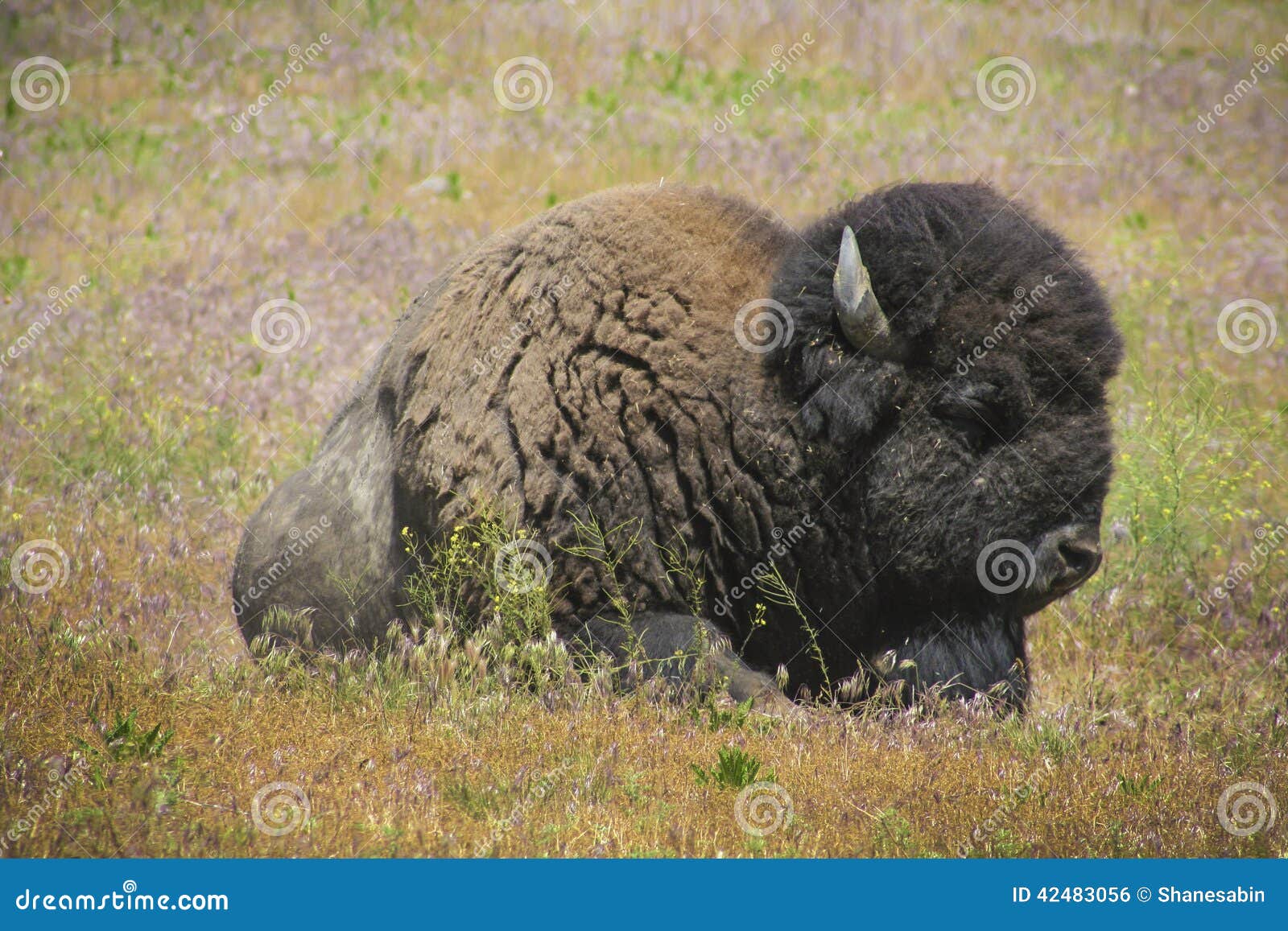 Sleeping Bison stock photo. Image of horned, wildlife - 42483056