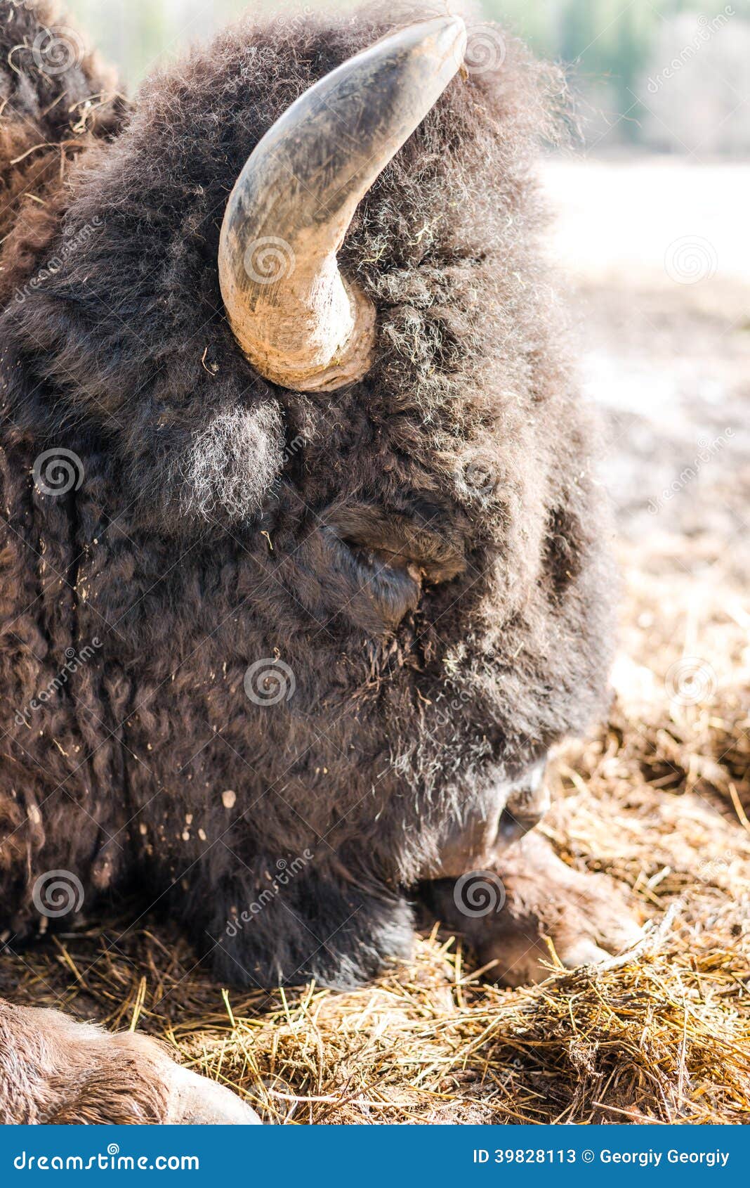 Sleeping bison stock image. Image of landscape, looking - 39828113