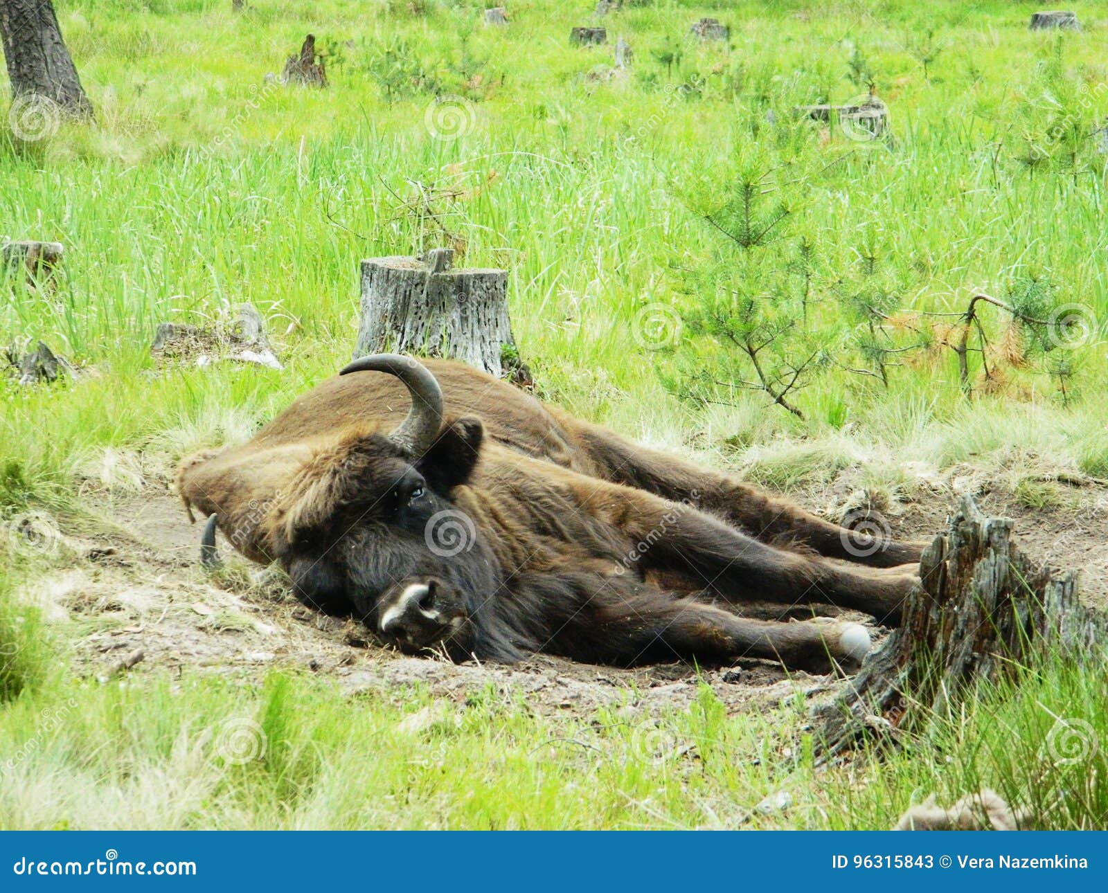 Sleeping Bison Stock Photos - Download 93 Royalty Free Photos