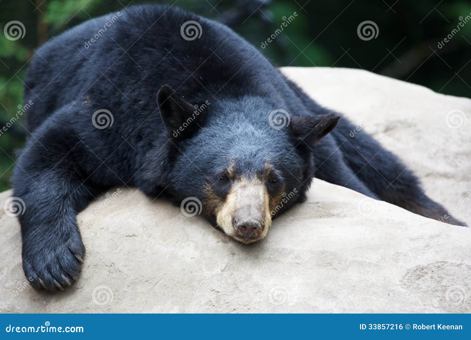 Black Bear Sleeping