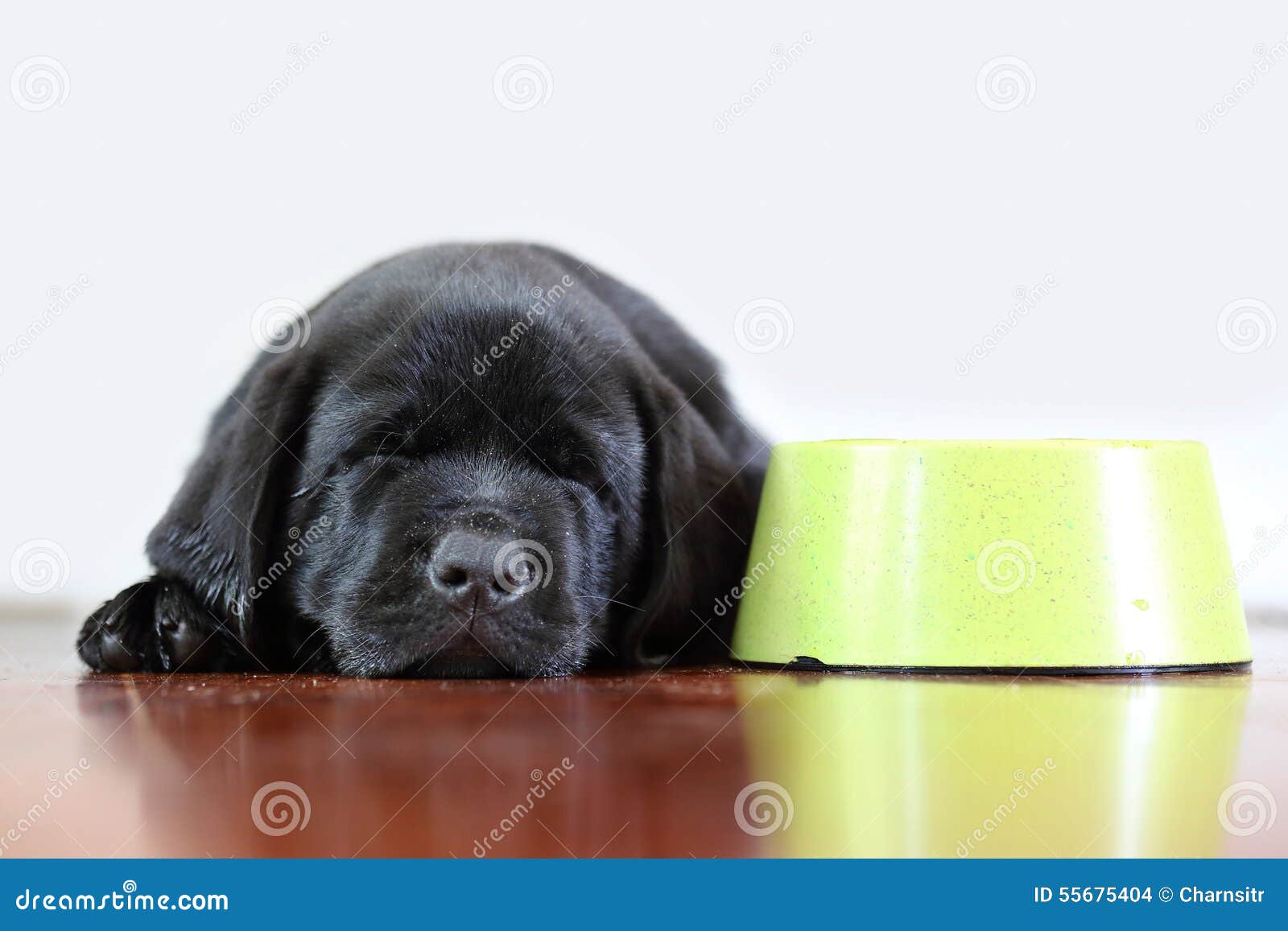 Sleeping Black Labrador Puppy Stock Photo - Image of carnivore ...